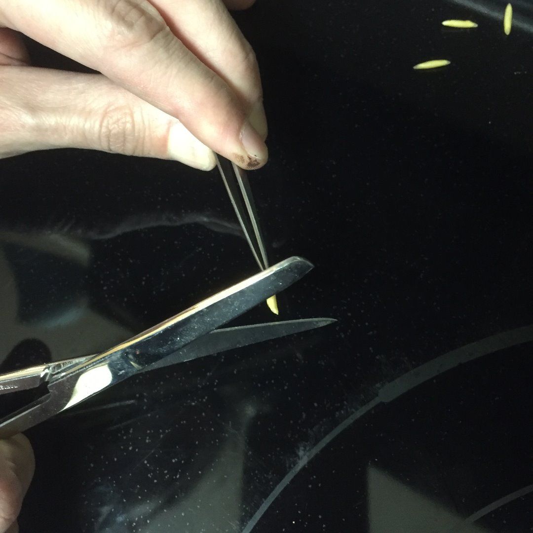 Easy and Realistic DIY Maggots : 6 Steps - Instructables