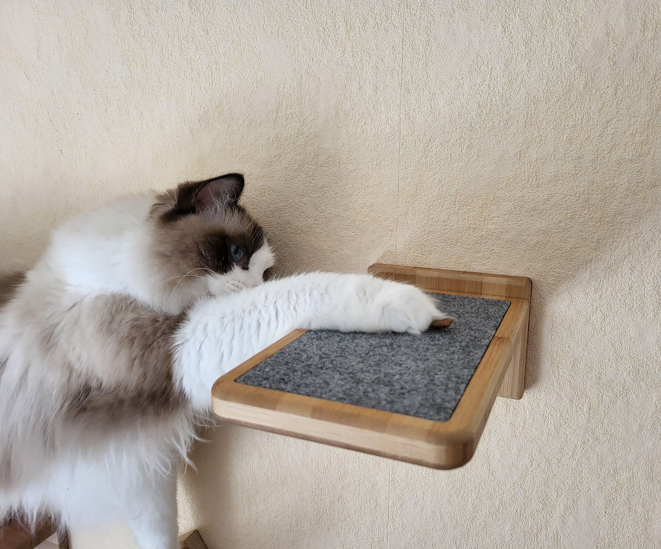 Cat Step : 9 Steps (with Pictures) - Instructables