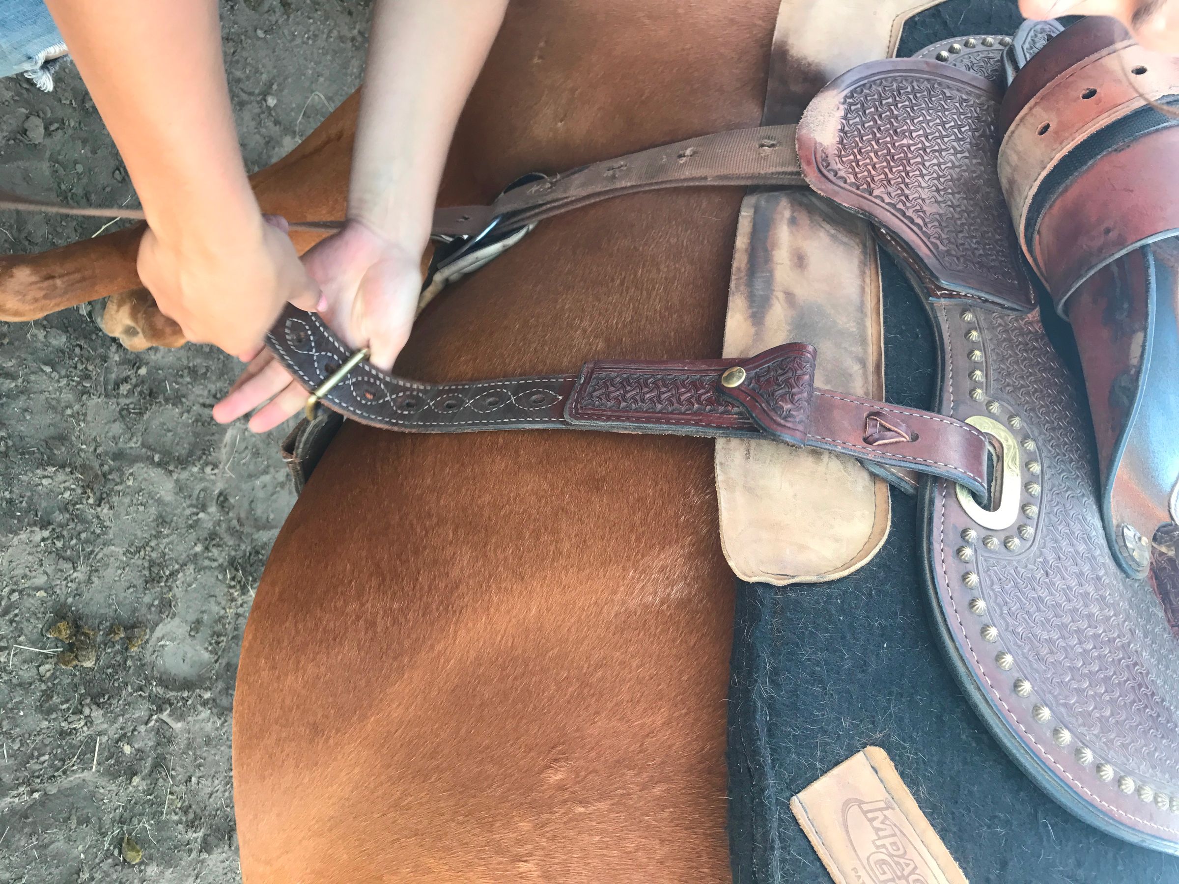 How to Saddle a Horse : 9 Steps (with Pictures) - Instructables
