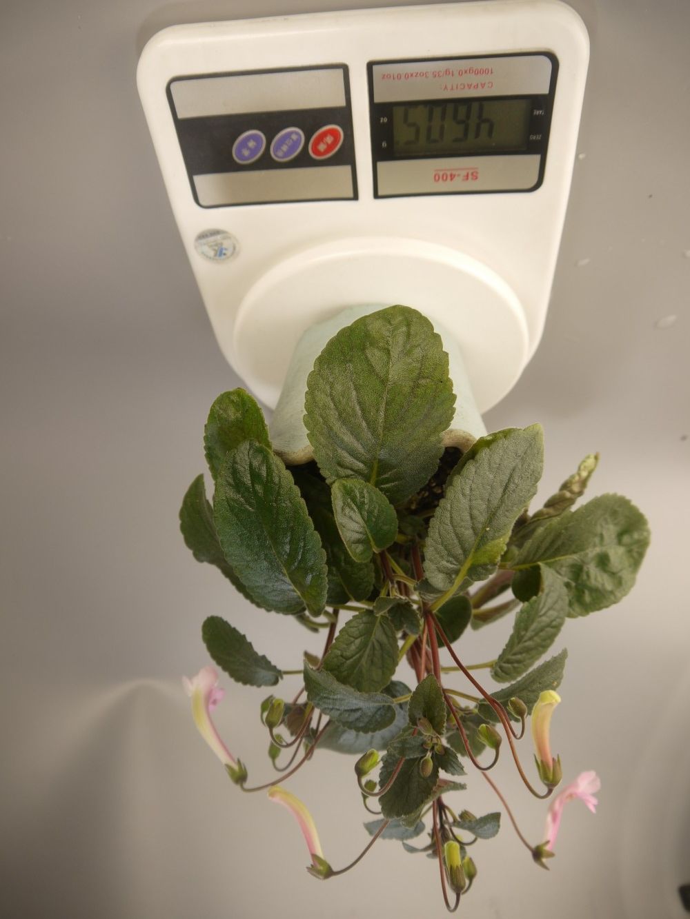 IOT Flower Pot Weighing Scale : 7 Steps - Instructables