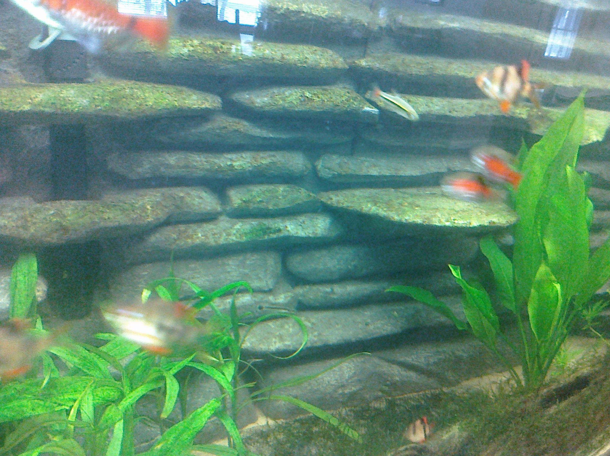 3D Aquarium Background : 16 Steps (with Pictures) - Instructables