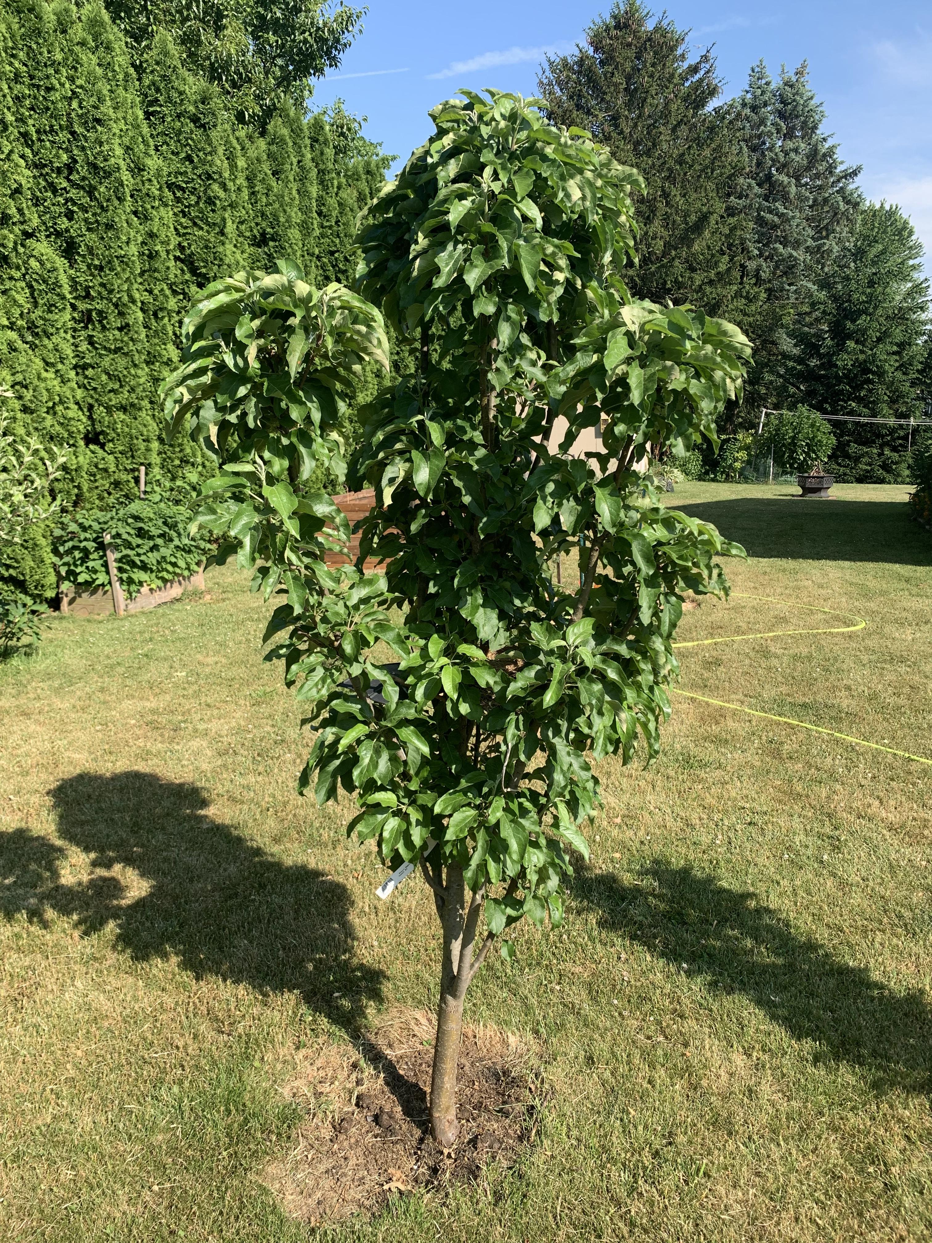 Grafting a Multi-variety Apple Tree. : 10 Steps (with Pictures ...