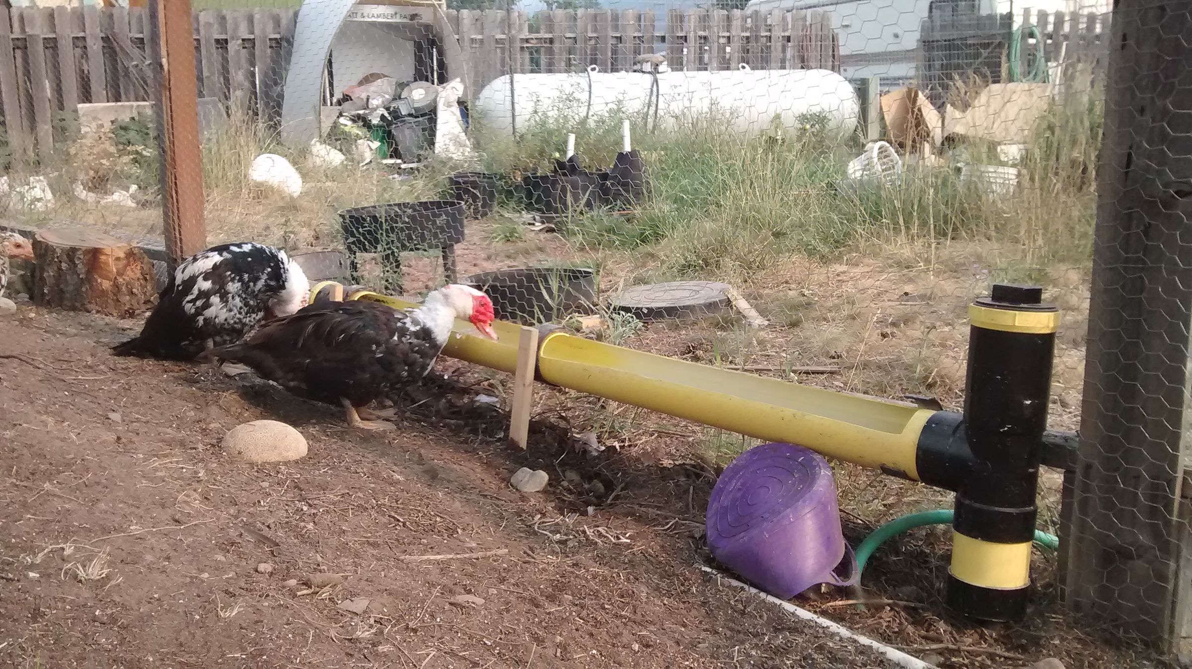 PVC Automatic Chicken Waterer : 14 Steps - Instructables