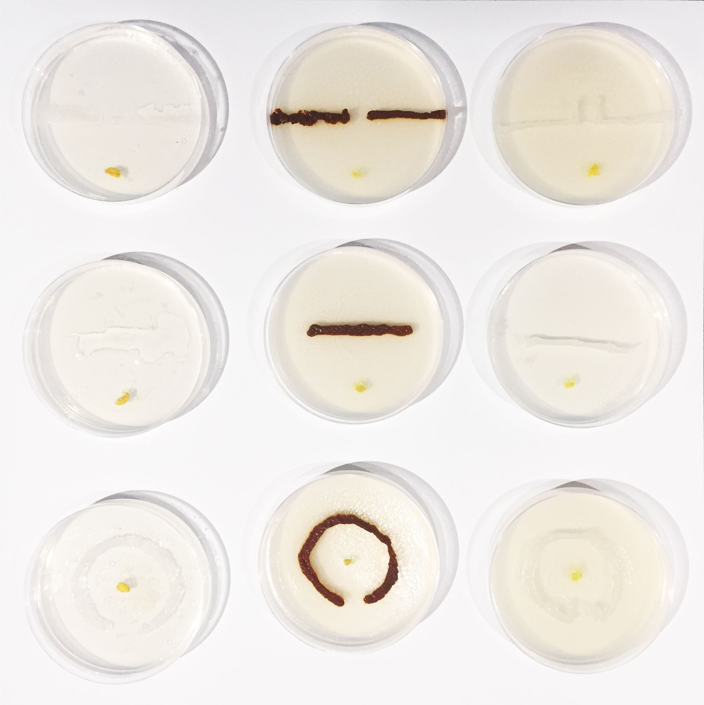 How to Grow SLIME MOLD : 9 Steps (with Pictures) - Instructables