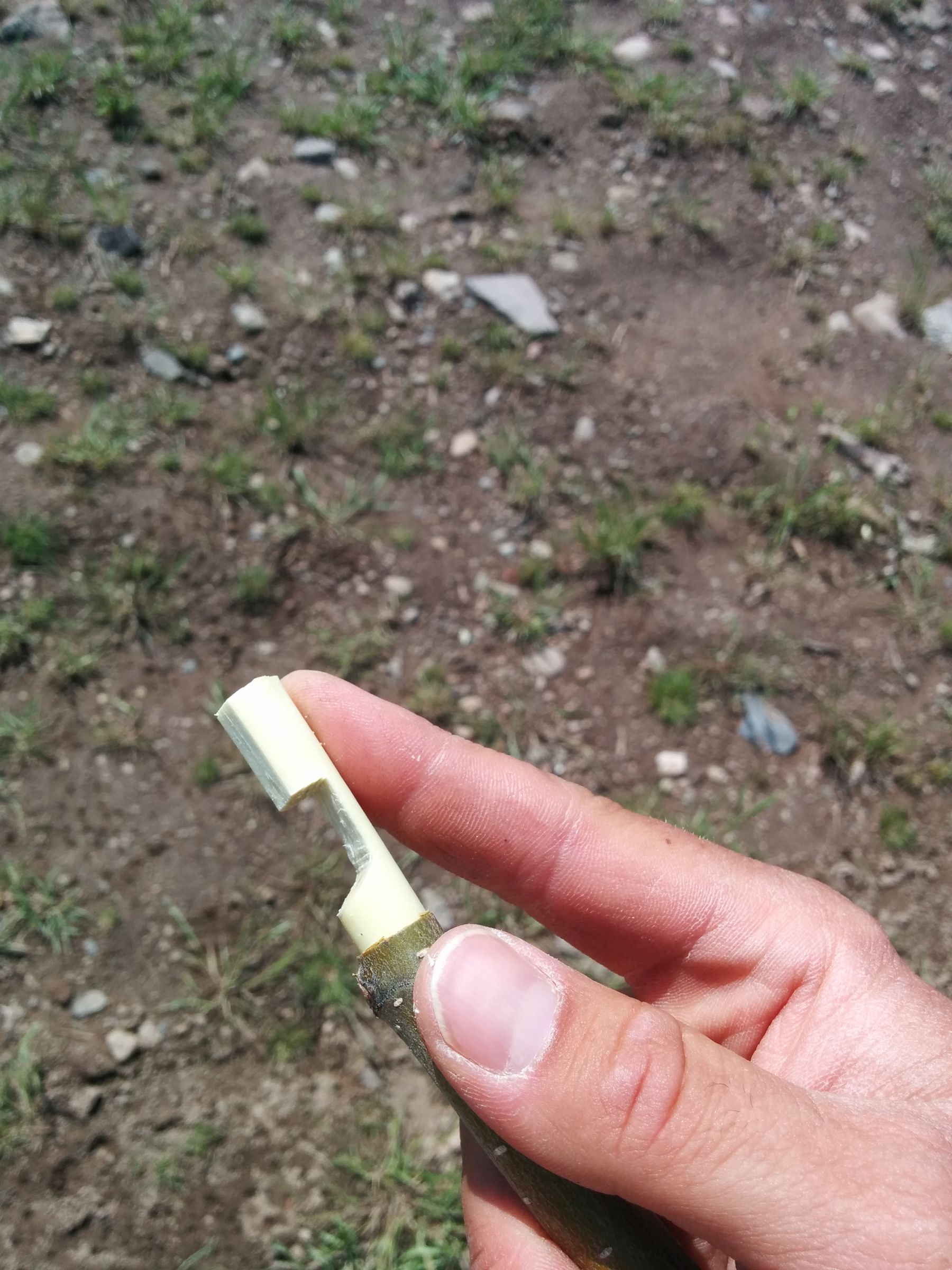 Stick Bark Whistle : 10 Steps (with Pictures) - Instructables