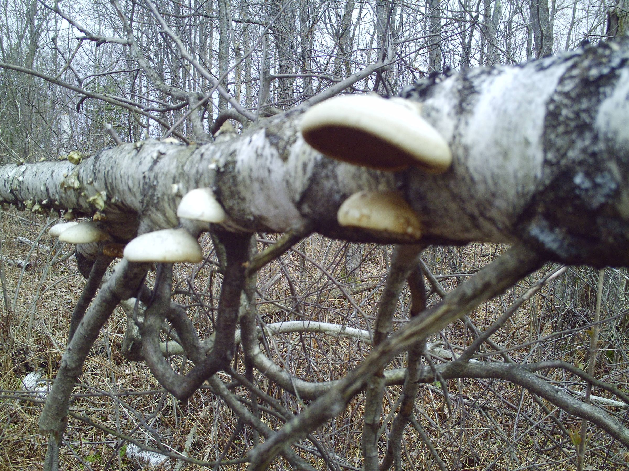 Birch Tar Resin for Paleo Crafts and Tool Making : 7 Steps (with ...