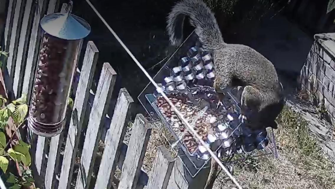 Squirrel Proof Bird Feeder Challenge : 43 Steps (with Pictures ...