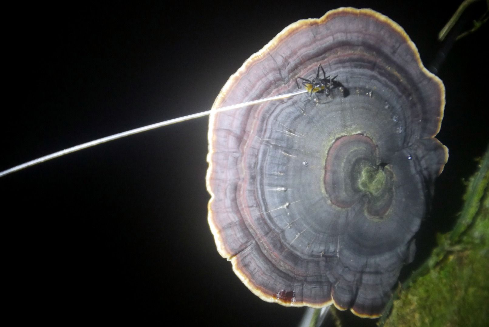 Fiber-Optic Jungle Insect Traffic Taster : 17 Steps (with Pictures ...