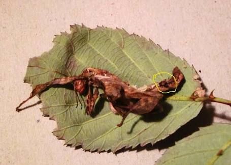 Taking Care of Australian Spiny Leaf Insects : 7 Steps - Instructables