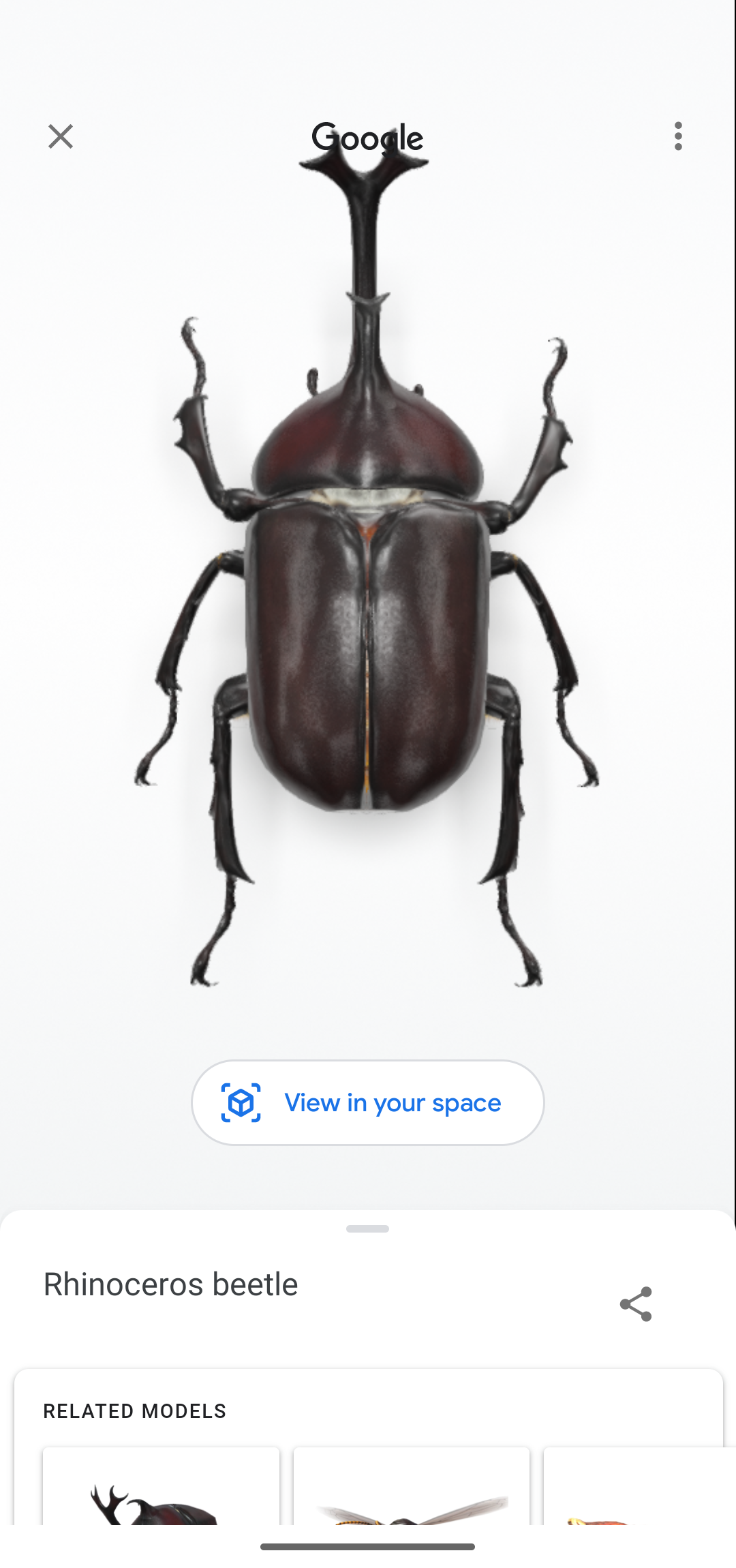 Kirigami Insects: Rhinoceros Beetle and Stag Beetle : 7 Steps (with ...