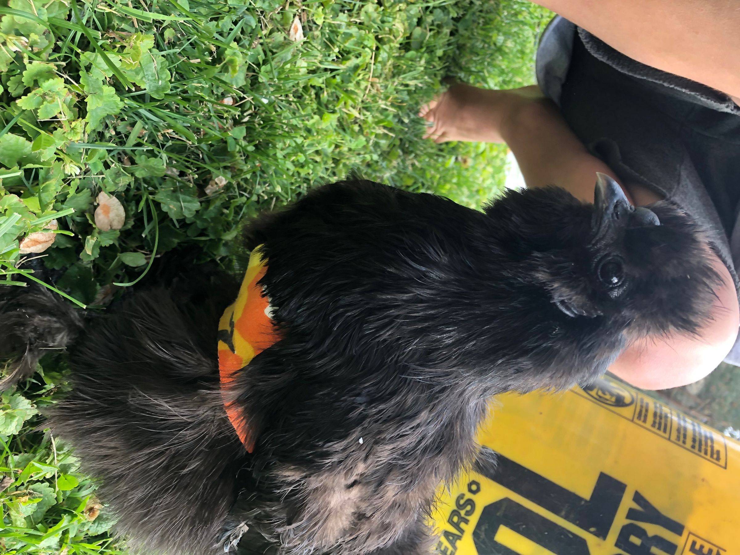 DIY Chicken Harness : 5 Steps - Instructables