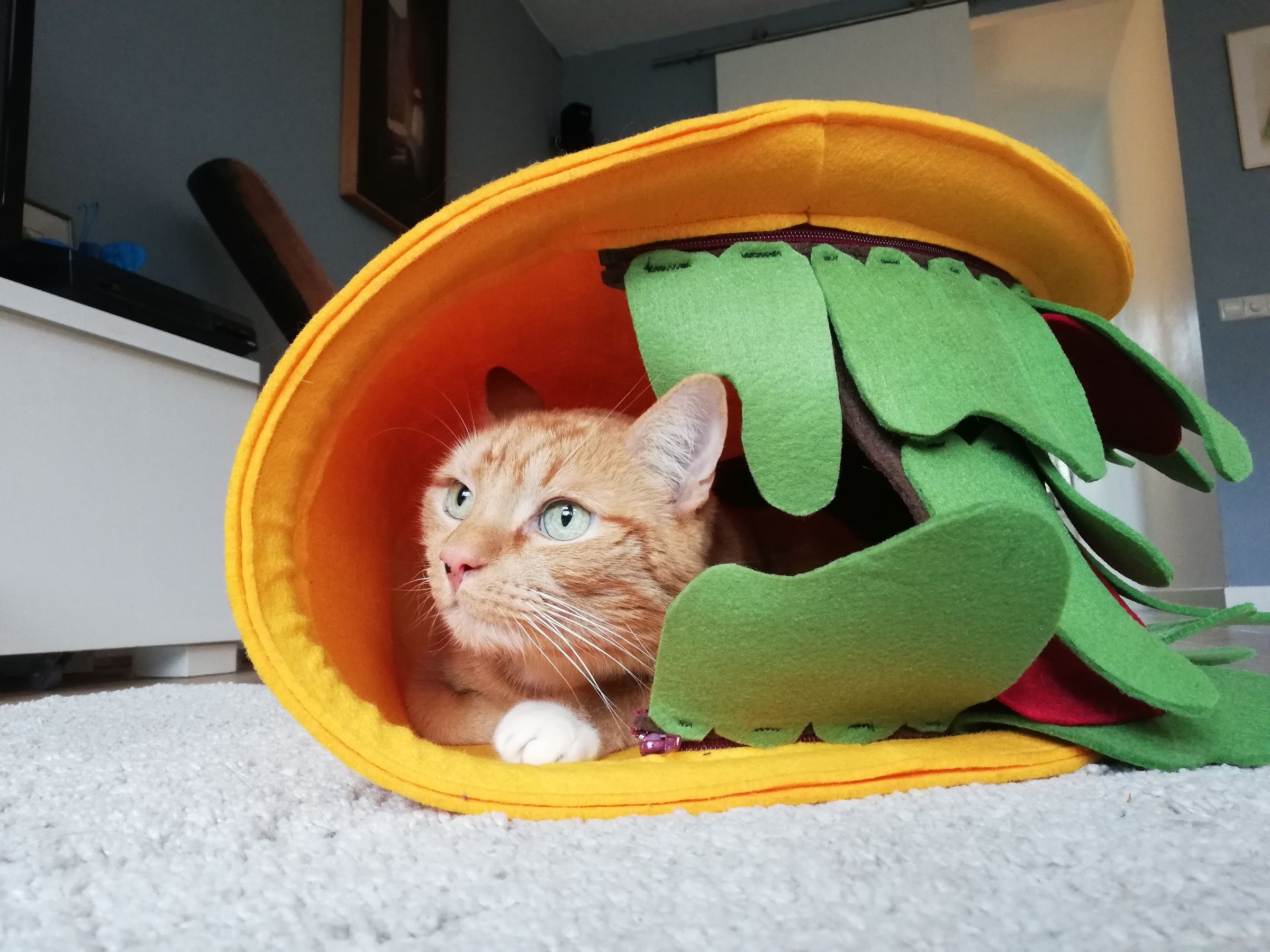 TacoCat : 3 Steps (with Pictures) - Instructables