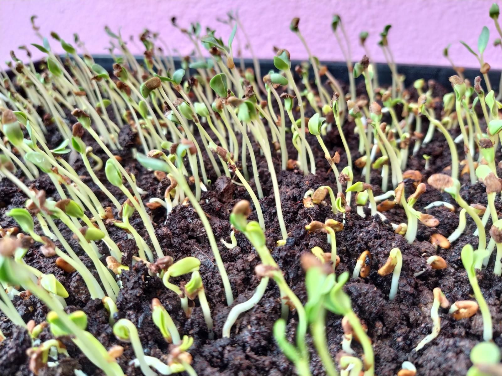 Basic Guide to Grow Micro 'green' : 14 Steps (with Pictures ...