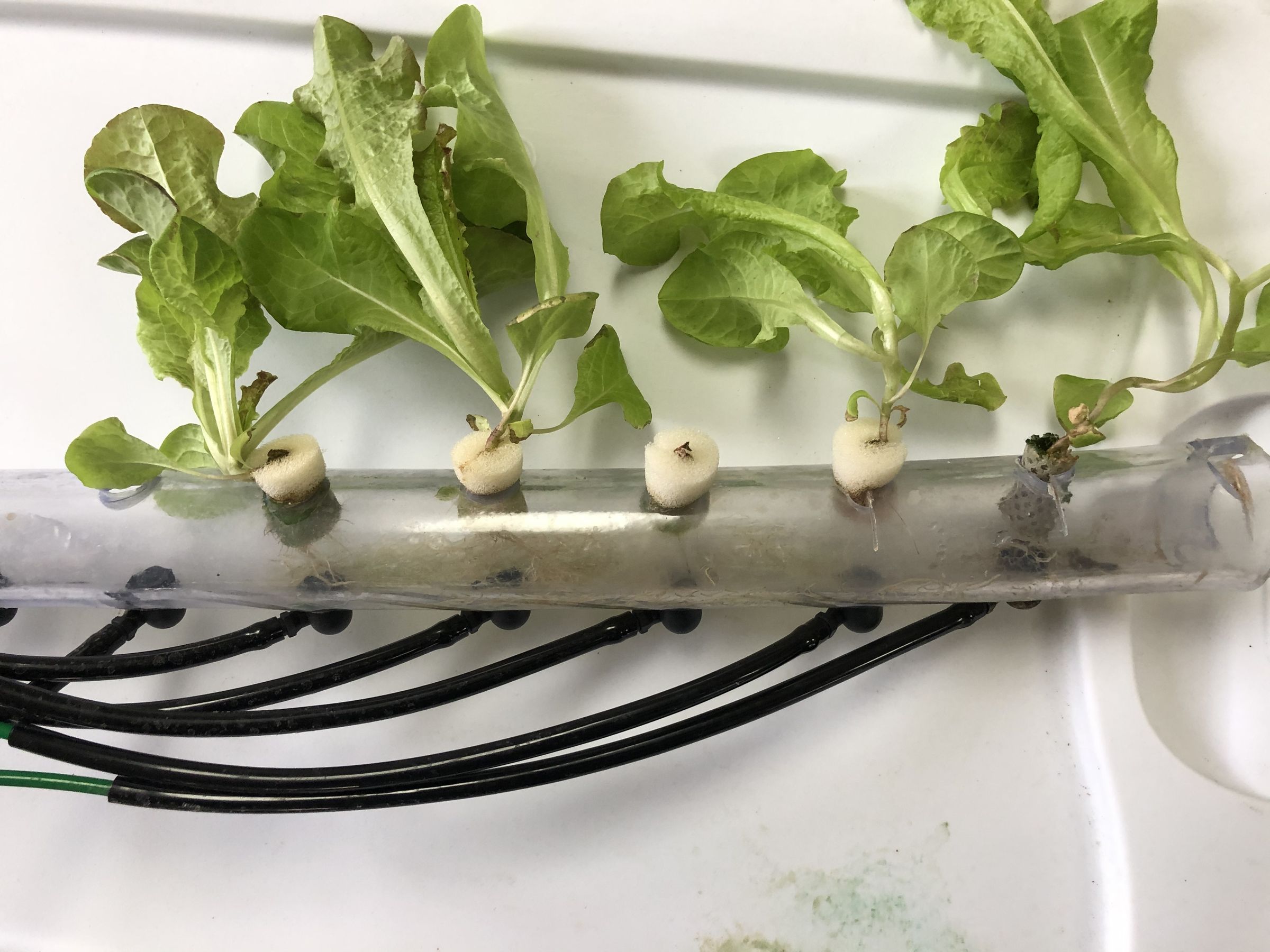 Veggie Hydroponic Grow Box for Micro Gravity : 18 Steps (with Pictures ...