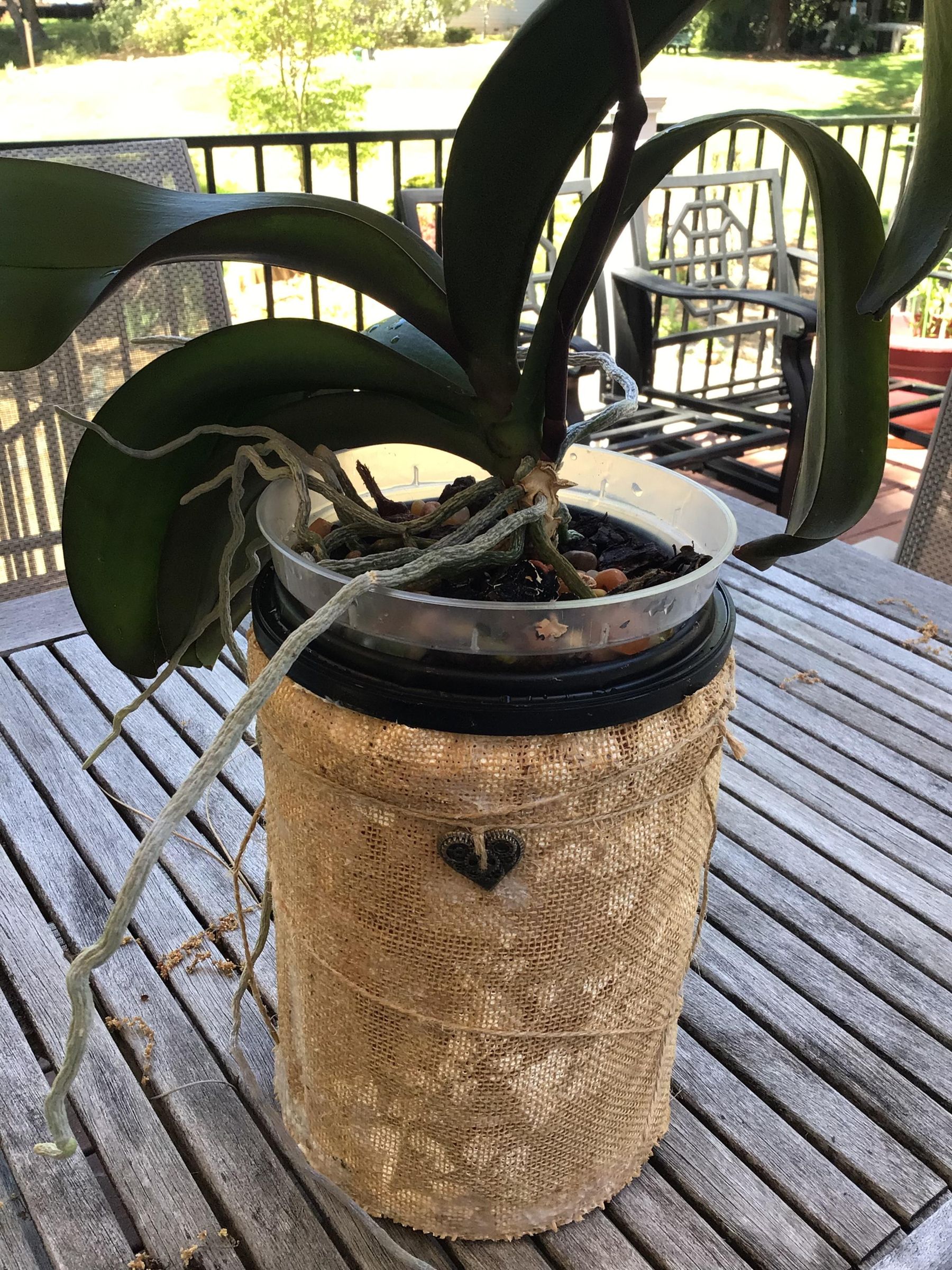 Upcycle Coffee Can for Orchid : 3 Steps (with Pictures) - Instructables