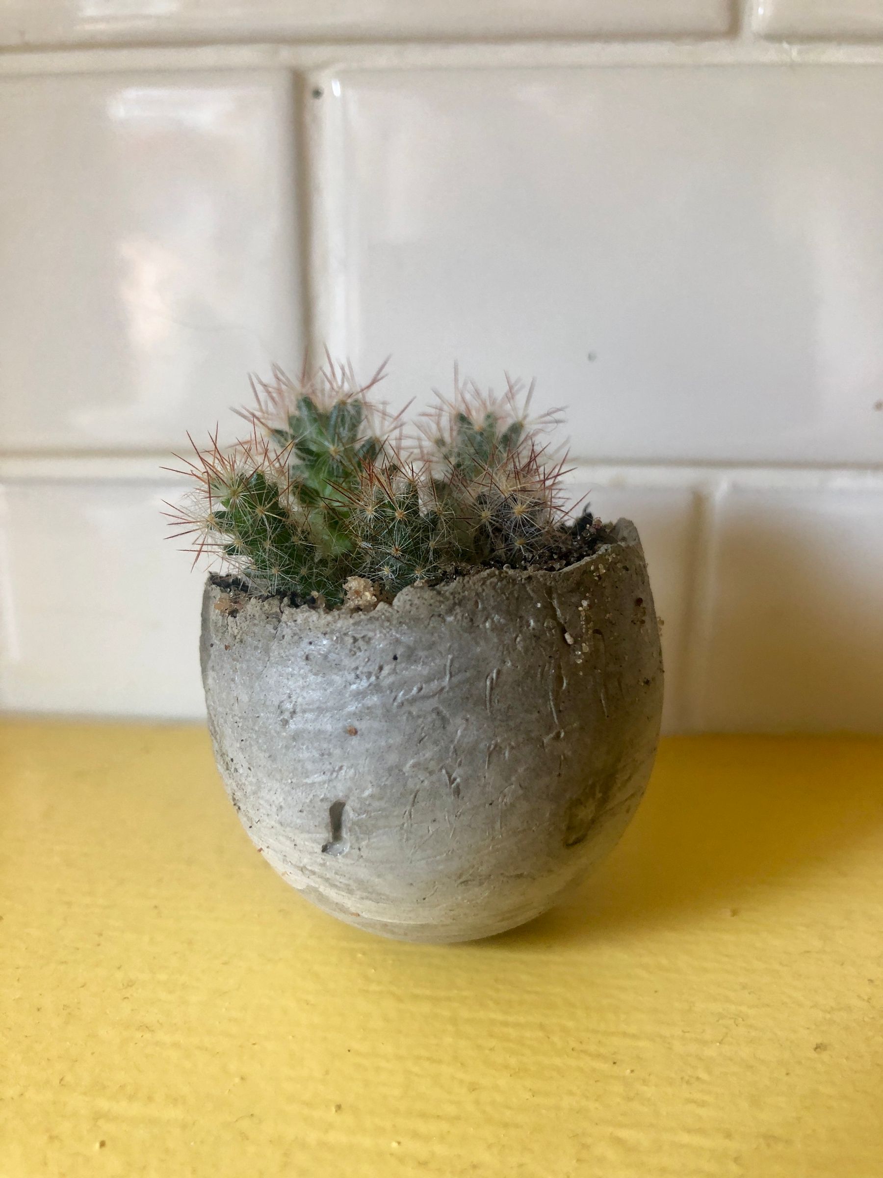 Make a Micro Eggshell Planter Out of Cement for Tiny Succulent Plants ...