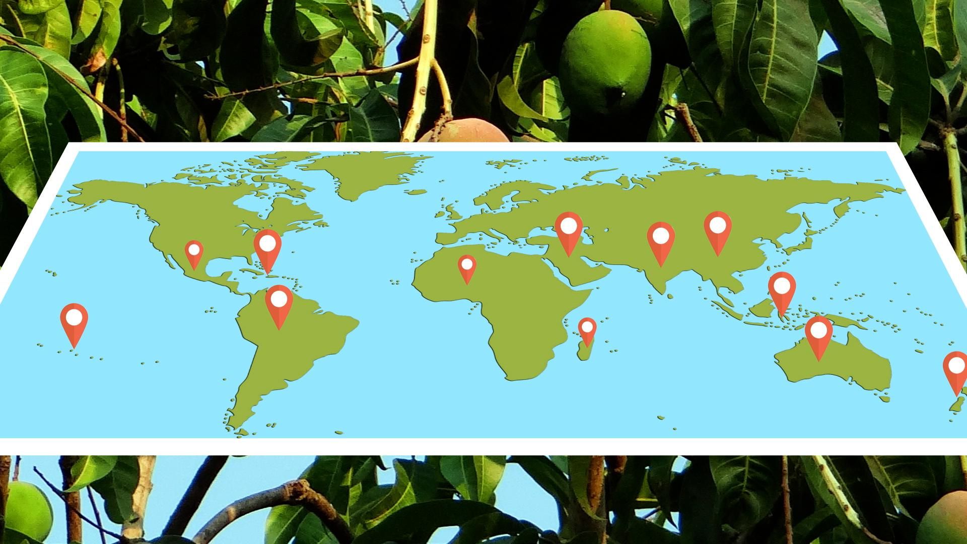 How to Eat a Mango : 7 Steps (with Pictures) - Instructables