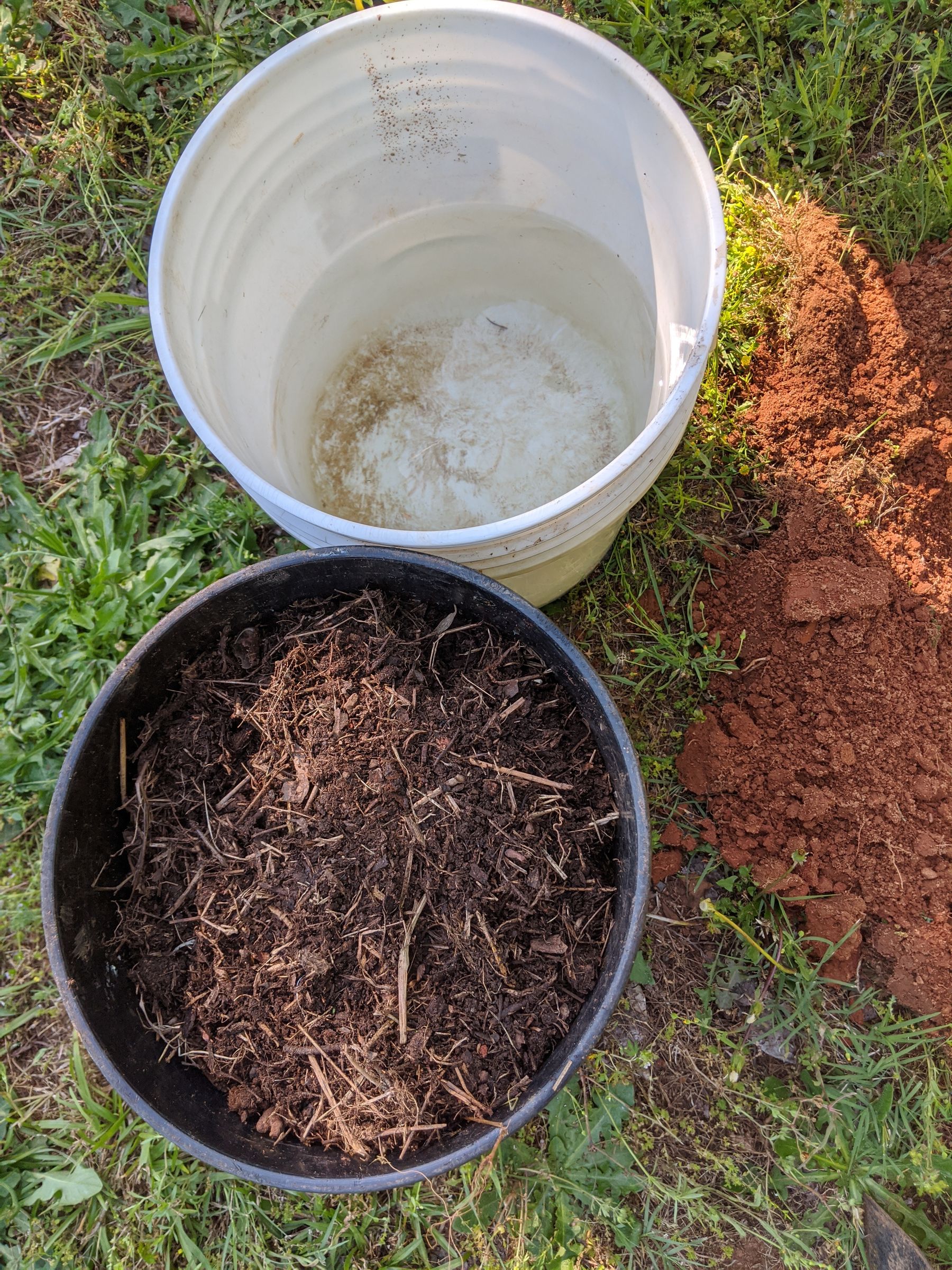 Planting Fig Tree Offshoots : 8 Steps - Instructables