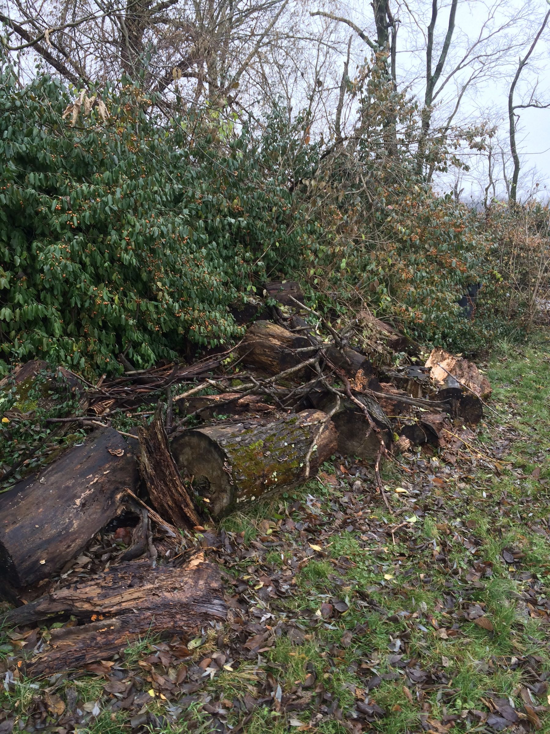 How to Clear Tree Stumps - Instructables