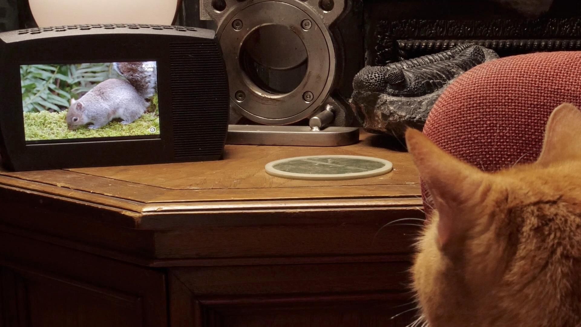 Raspberry Pi Cat TV : 5 Steps (with Pictures) - Instructables