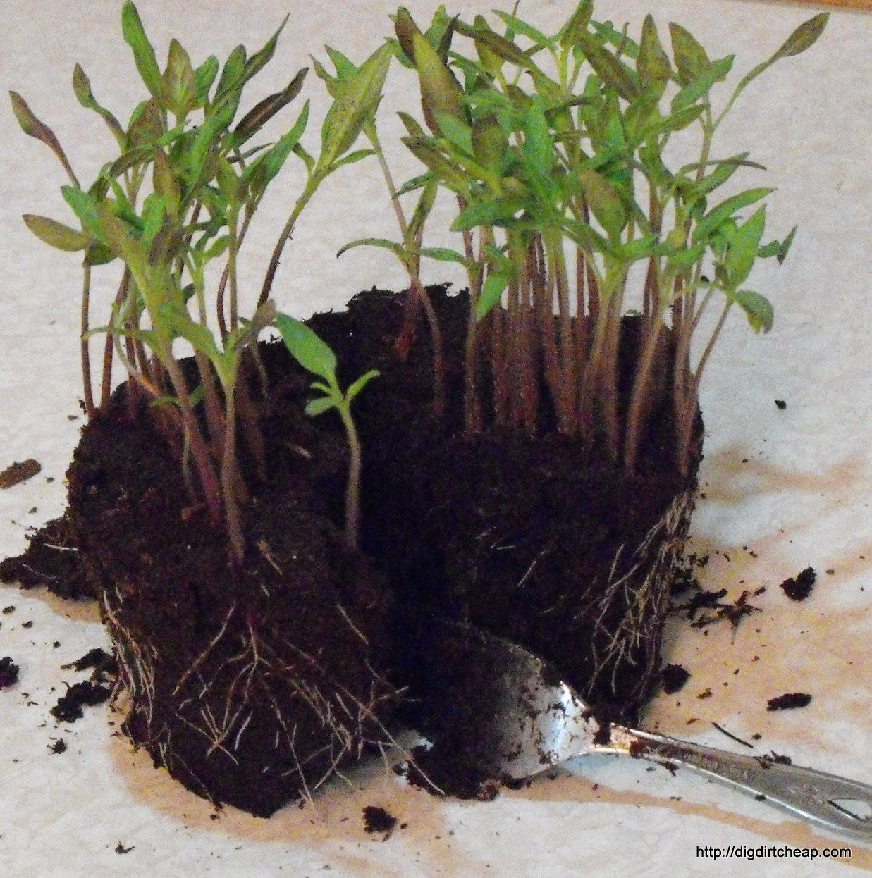 Transplanting Your Tomato Seedlings : 10 Steps (with Pictures ...