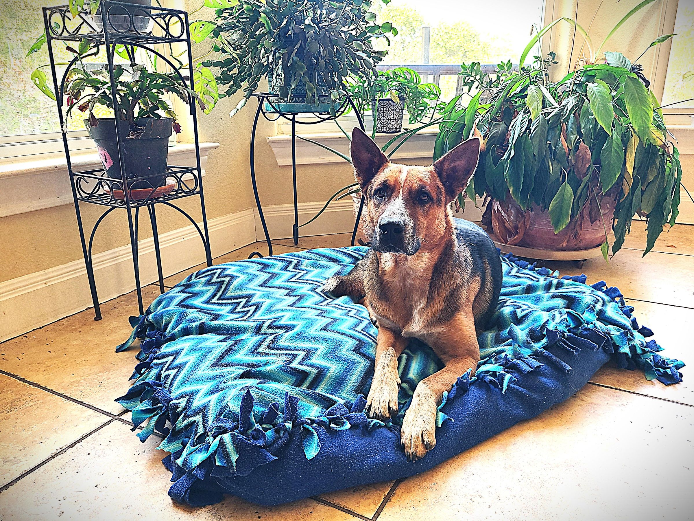 Upcycled Dog Bed : 4 Steps - Instructables