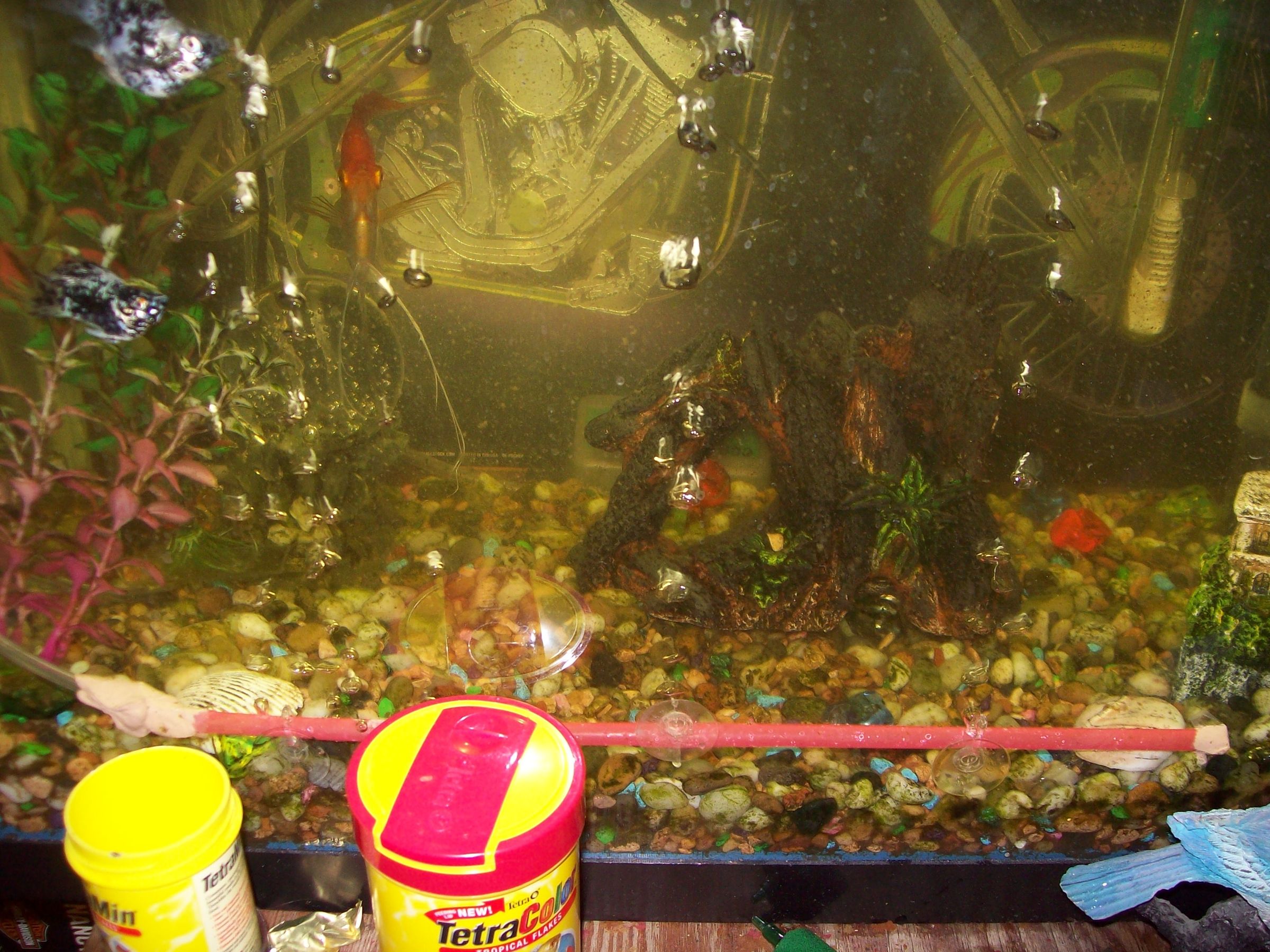 Fish Bubble Tube : 5 Steps - Instructables