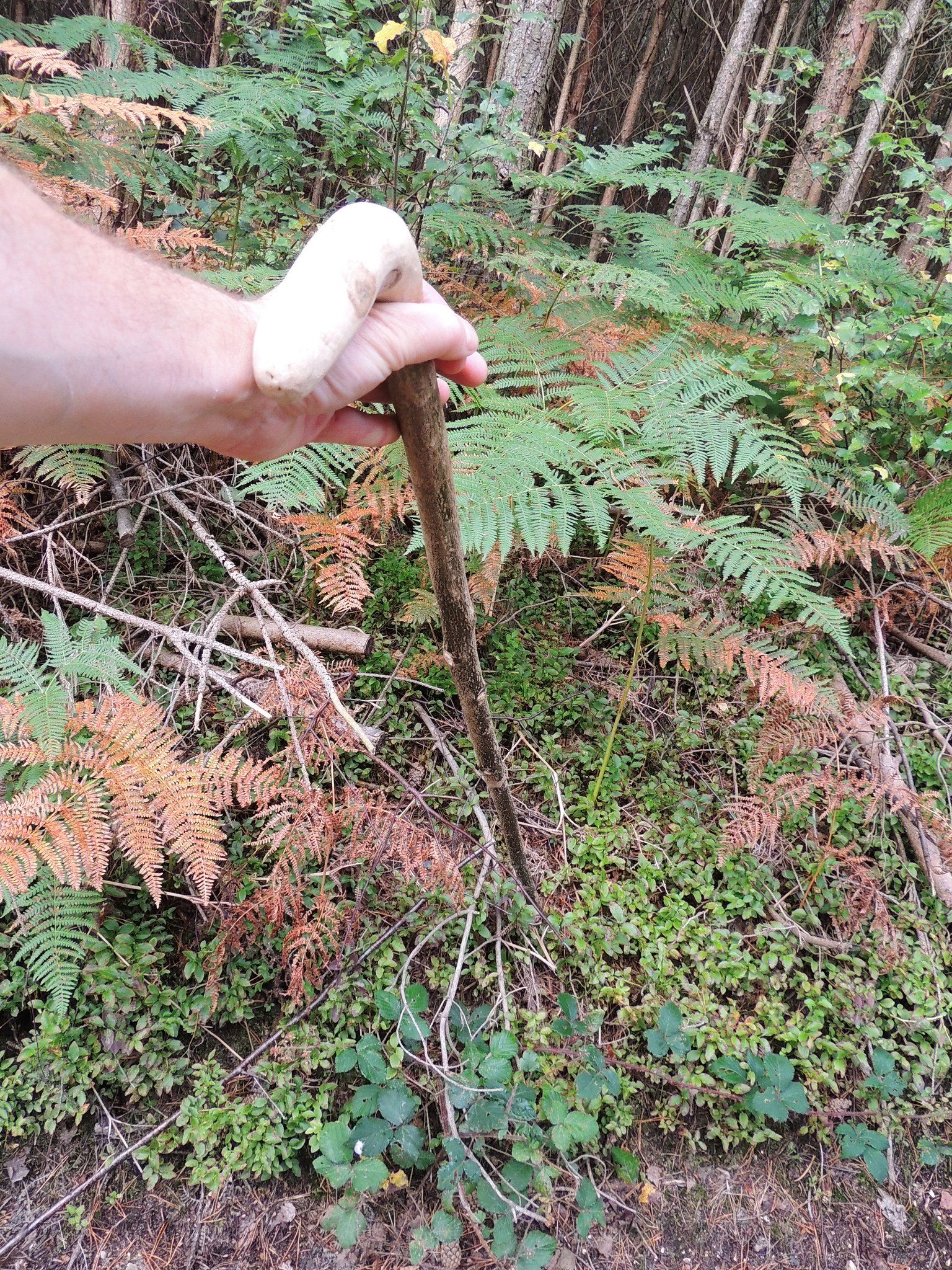 Hand-made Walking Stick/crook : 5 Steps - Instructables