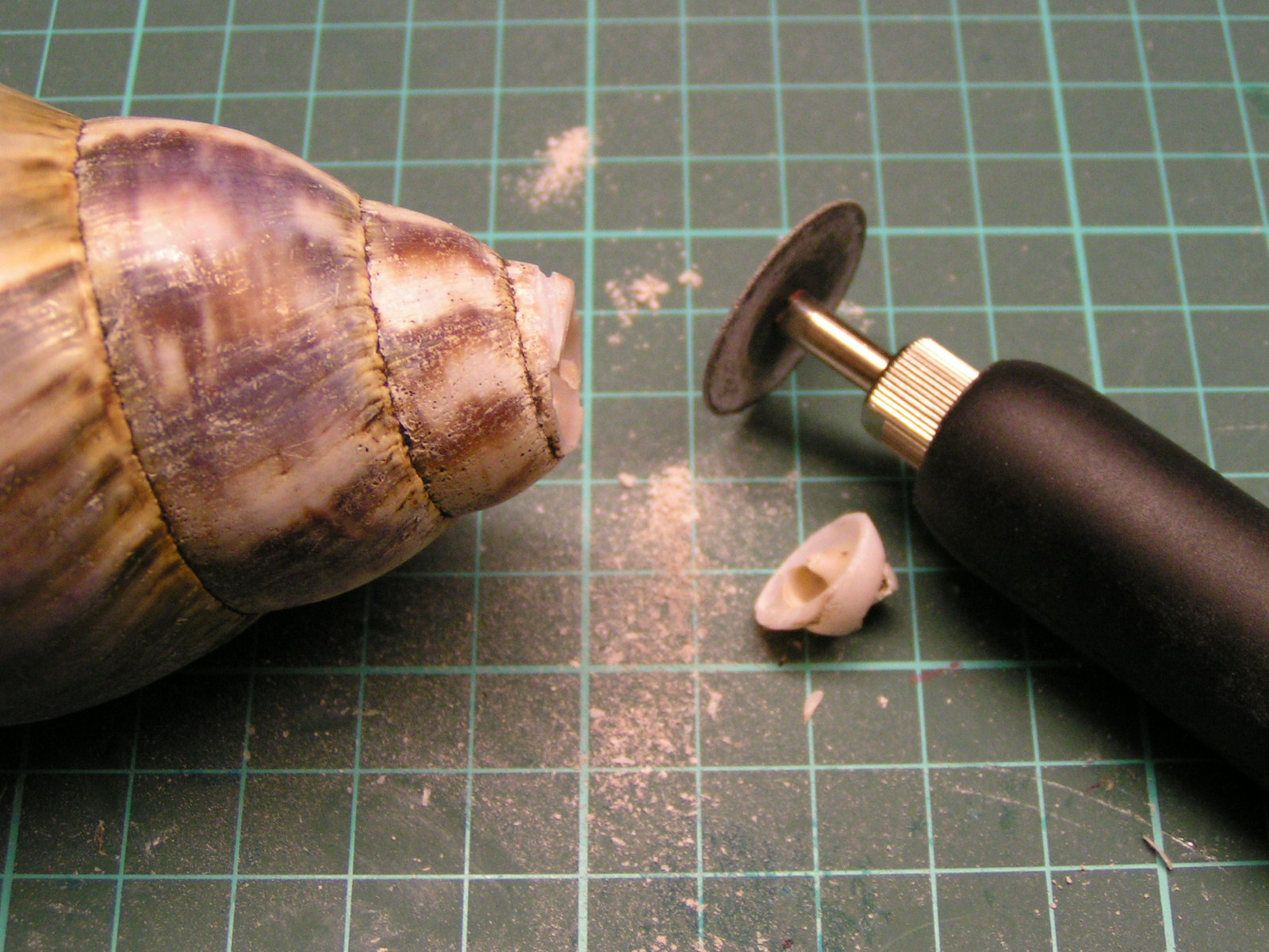 Grow Your Own Musical Instrument - an Environmentally-sustainable Conch ...