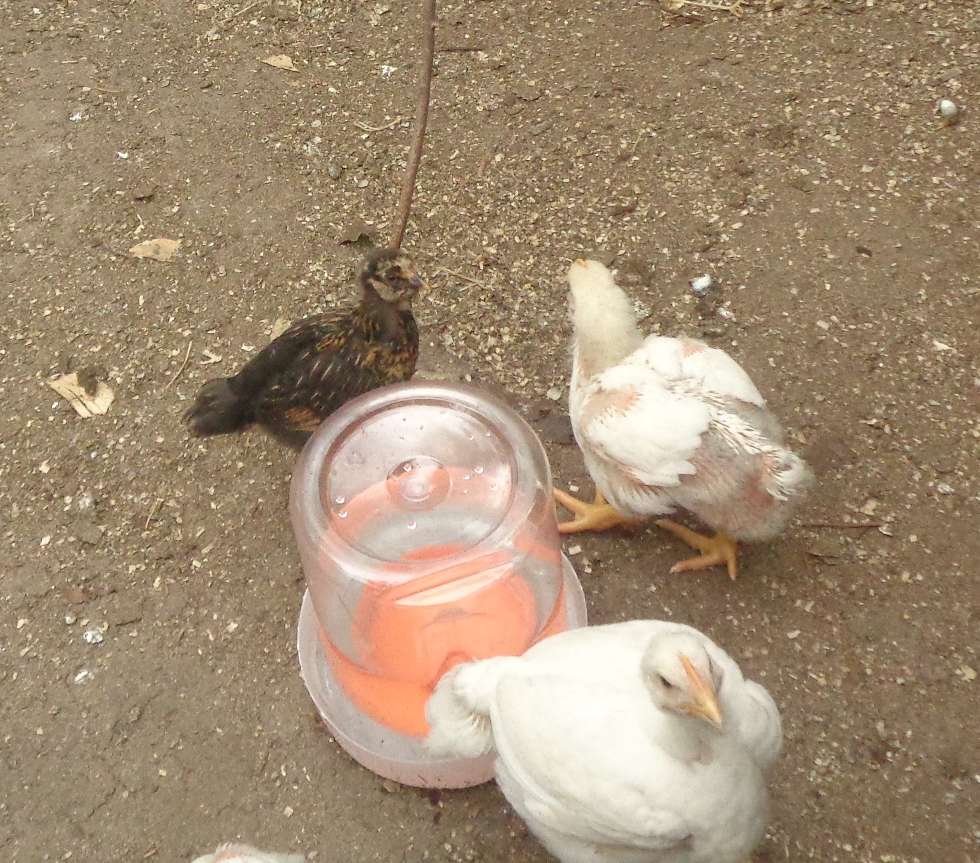 Super Simple Chick Waterer : 5 Steps (with Pictures) - Instructables