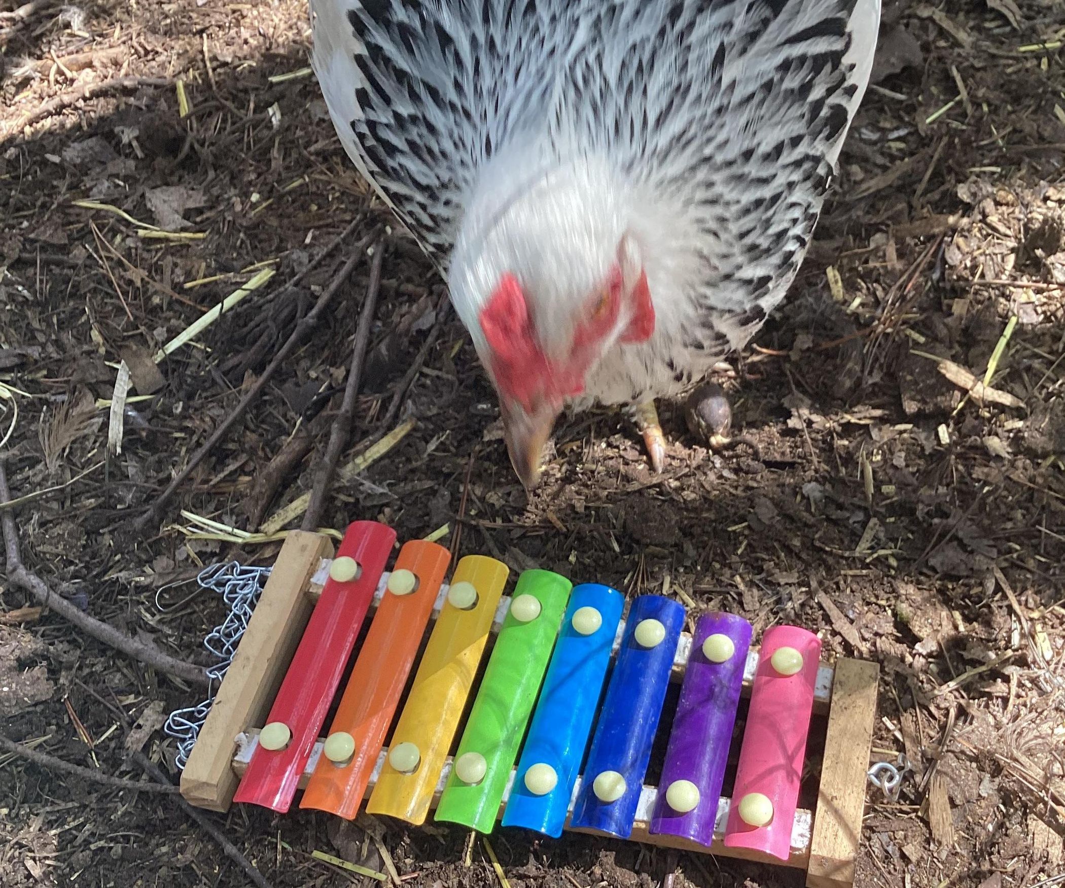 Training Your Chickens to Play Instruments : 5 Steps - Instructables