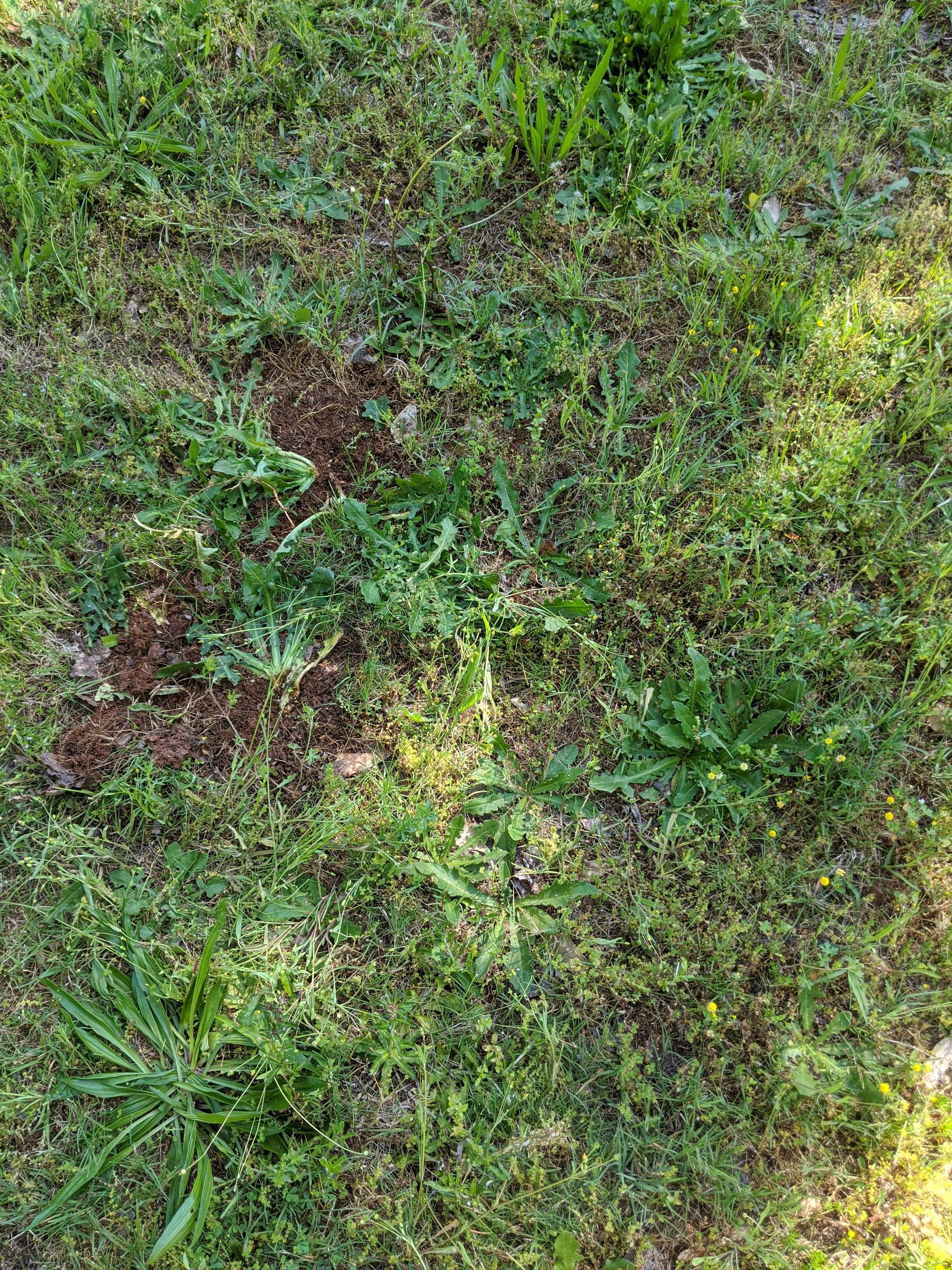 Planting Fig Tree Offshoots : 8 Steps - Instructables