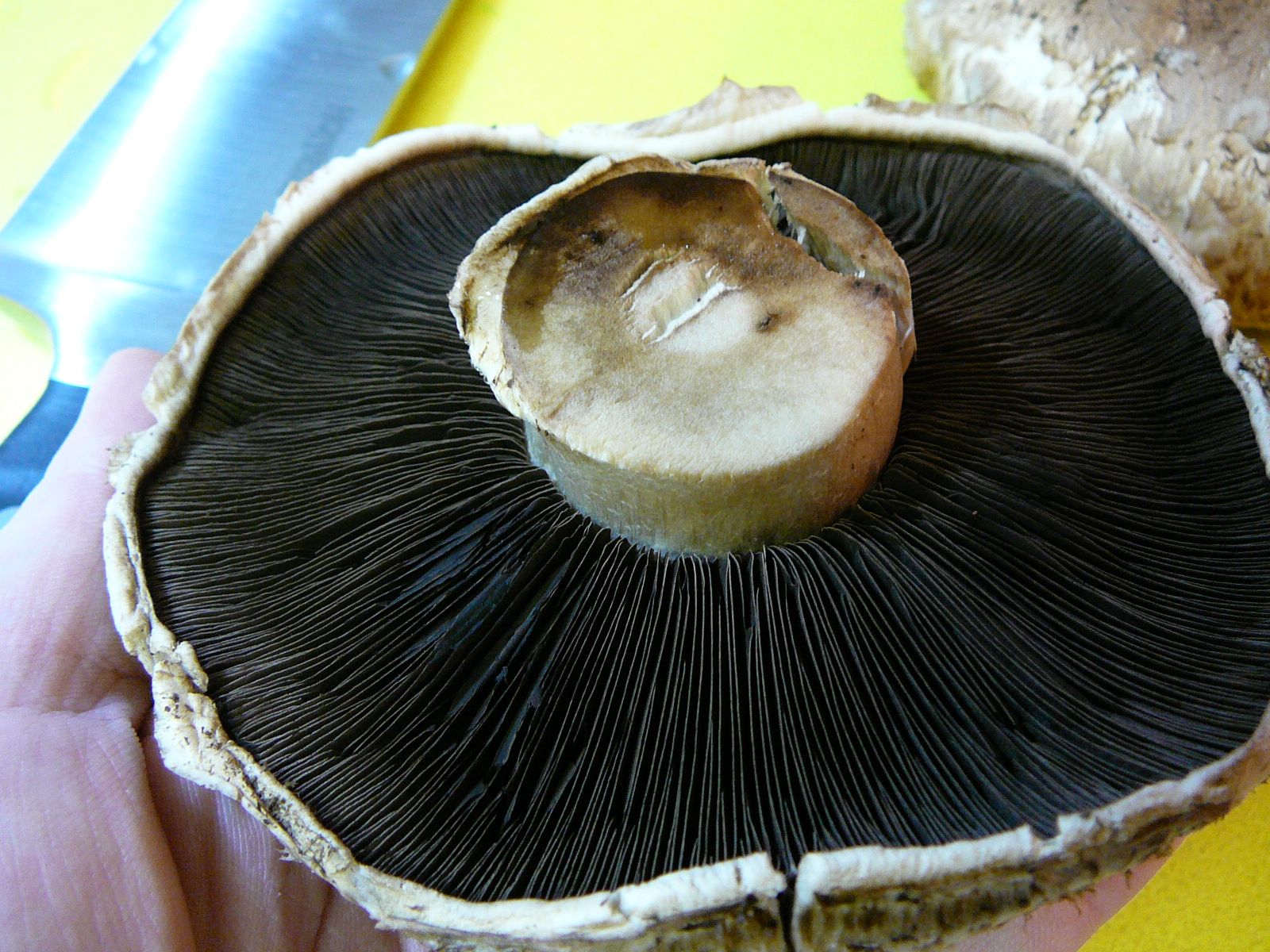 How to Cook an Impressive Meal : 9 Steps (with Pictures) - Instructables