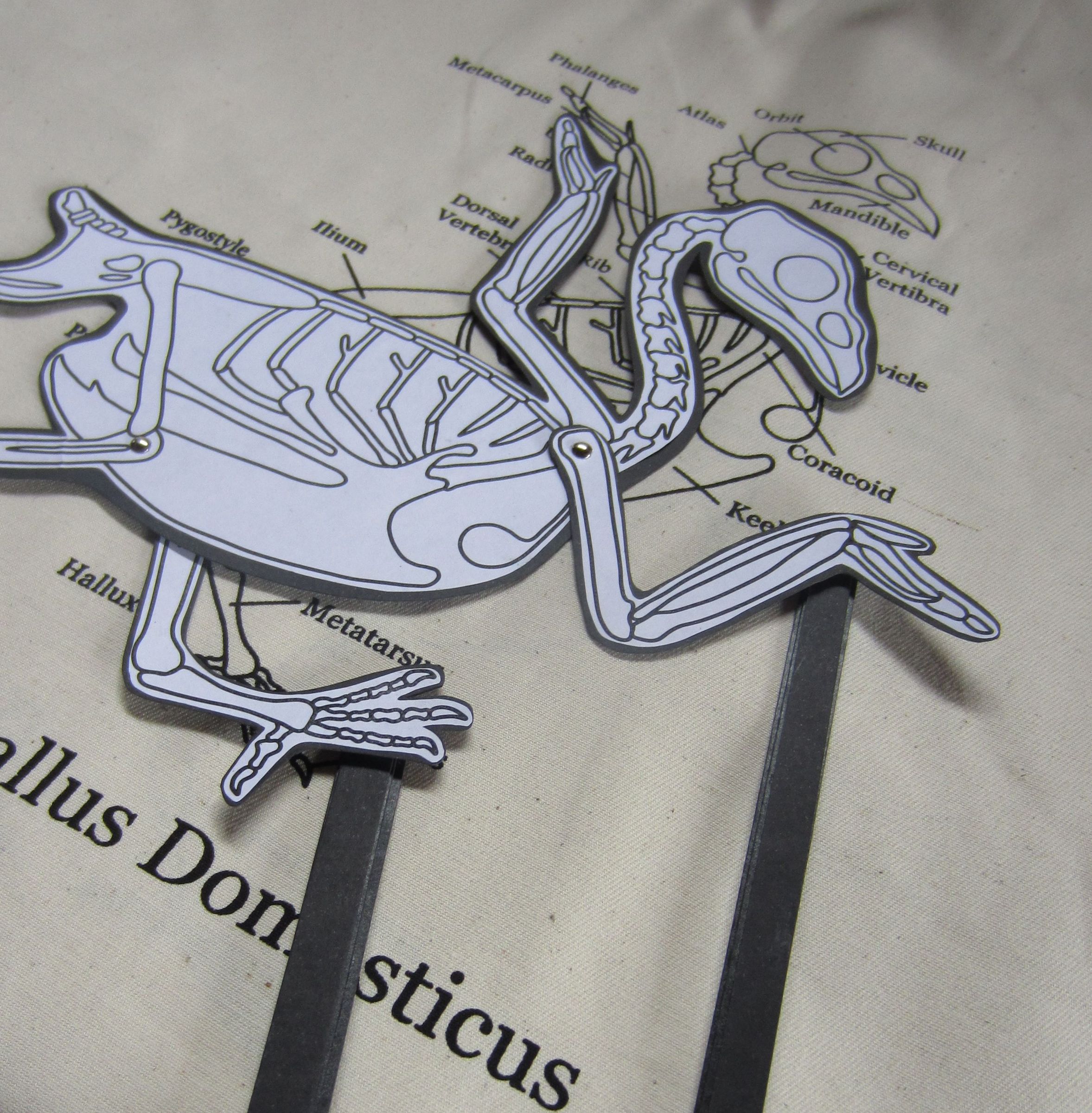 Chicken Skeleton Paper Puppet (with Pictures) - Instructables