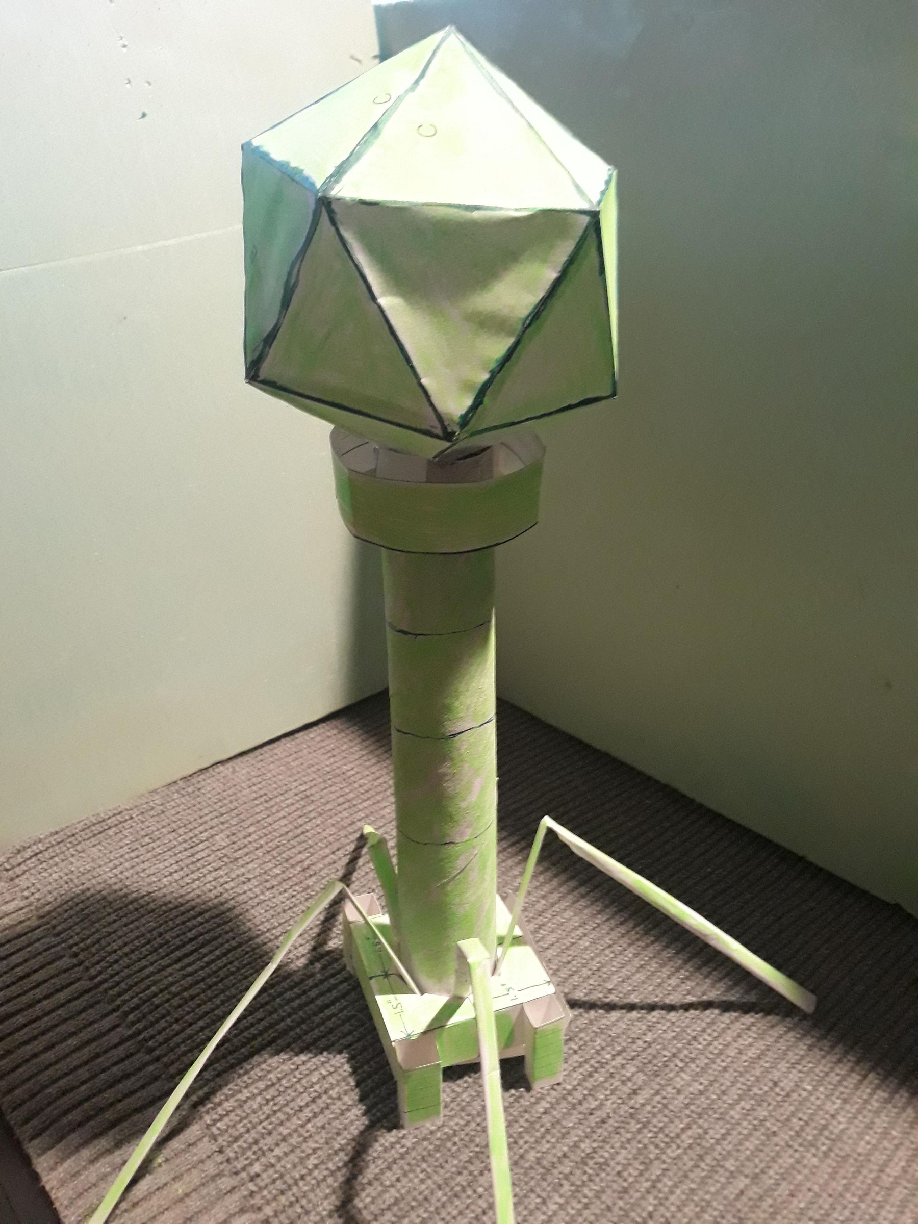 Bacteriophage Model