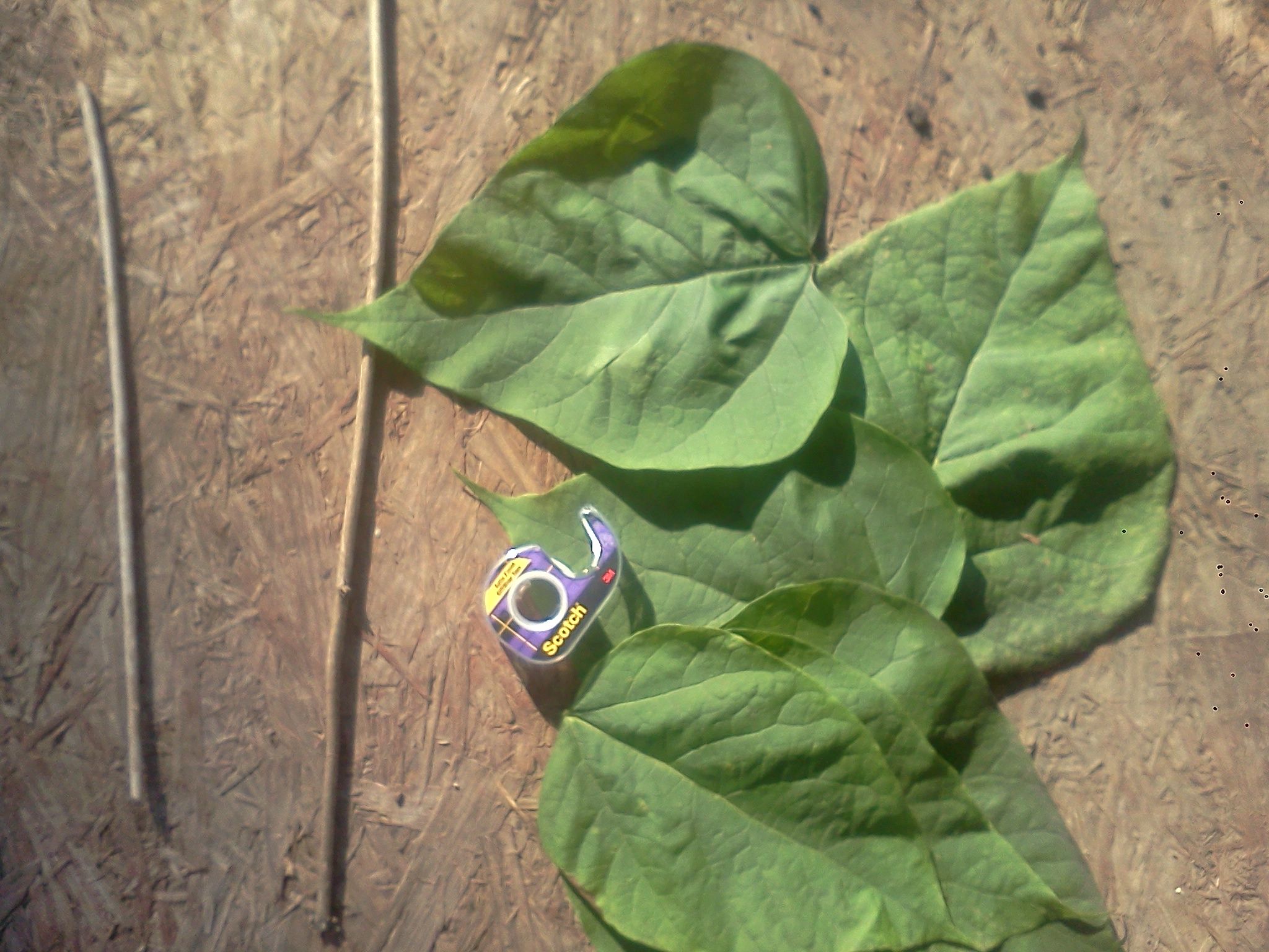 Leaf Kite : 5 Steps - Instructables