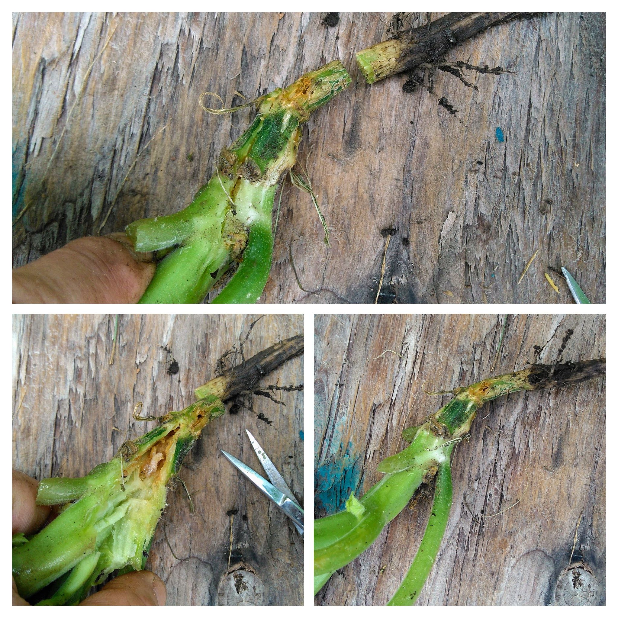 How to Hunt Vine Borers : 17 Steps (with Pictures) - Instructables