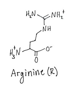 How to Draw Peptide Chains : 18 Steps (with Pictures) - Instructables