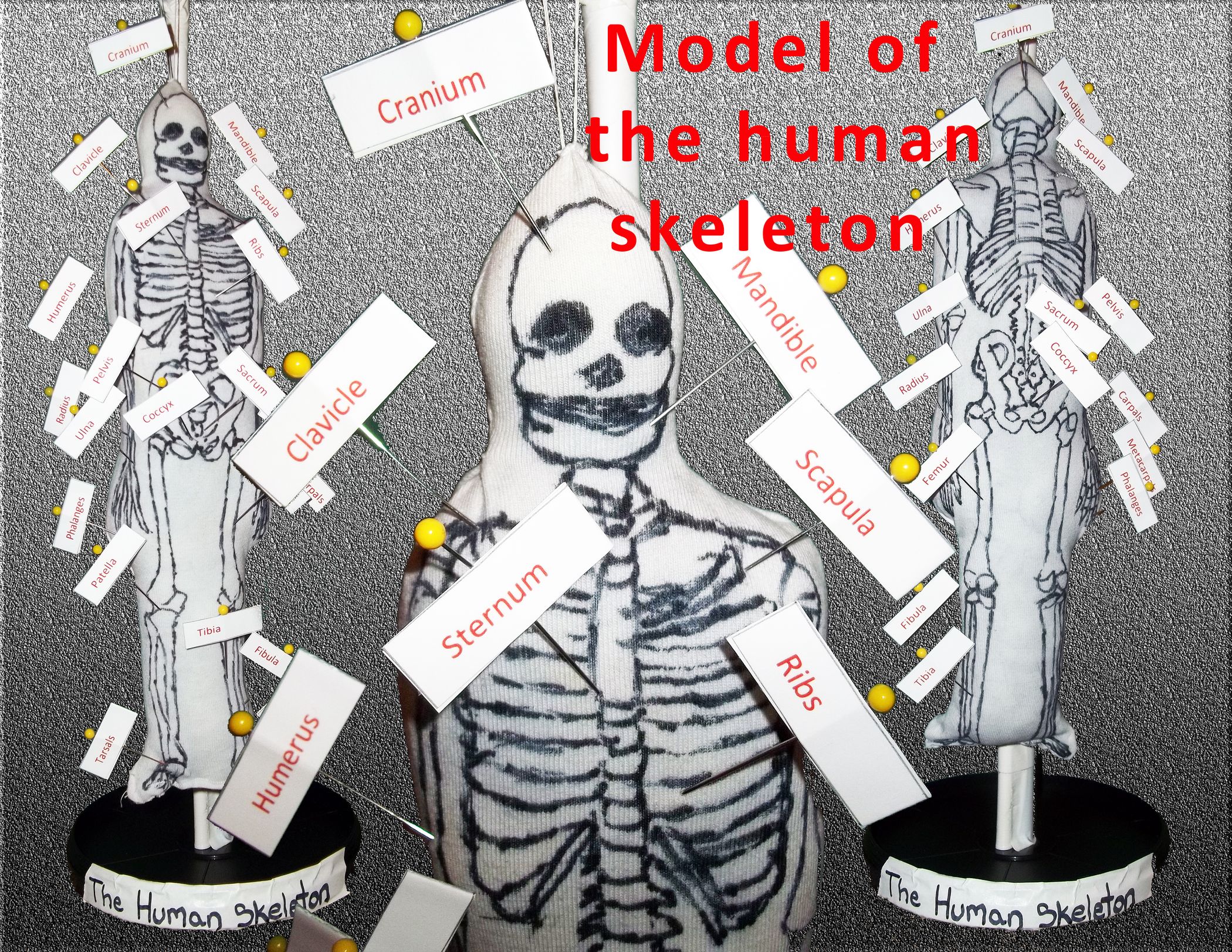 Model of the Human Skeleton : 4 Steps - Instructables