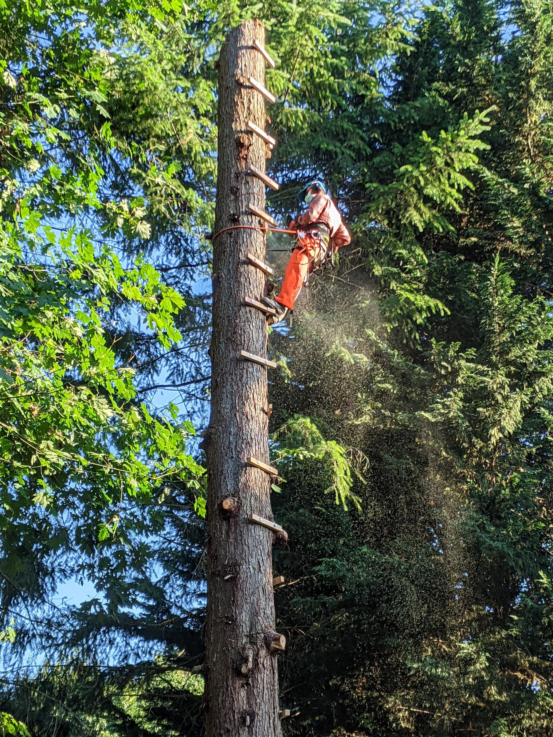 DIY: Build a Ladder and Cut the Tree - Removing Large Trees Near Fences ...