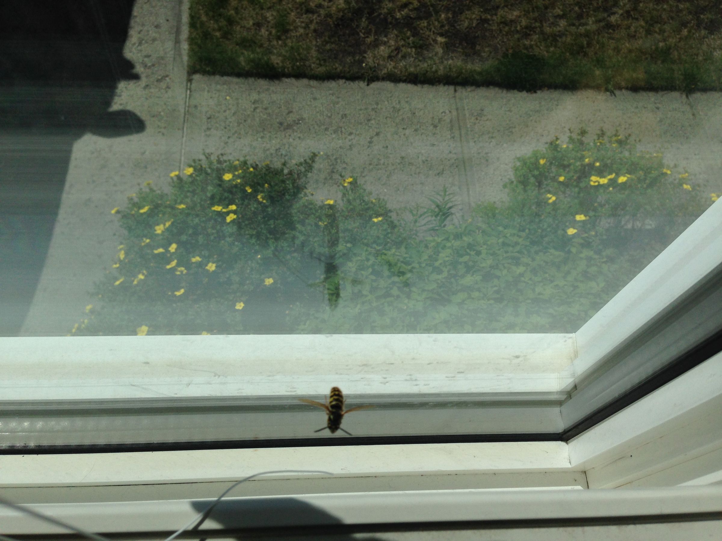 Catch and Release Insects : 5 Steps (with Pictures) - Instructables