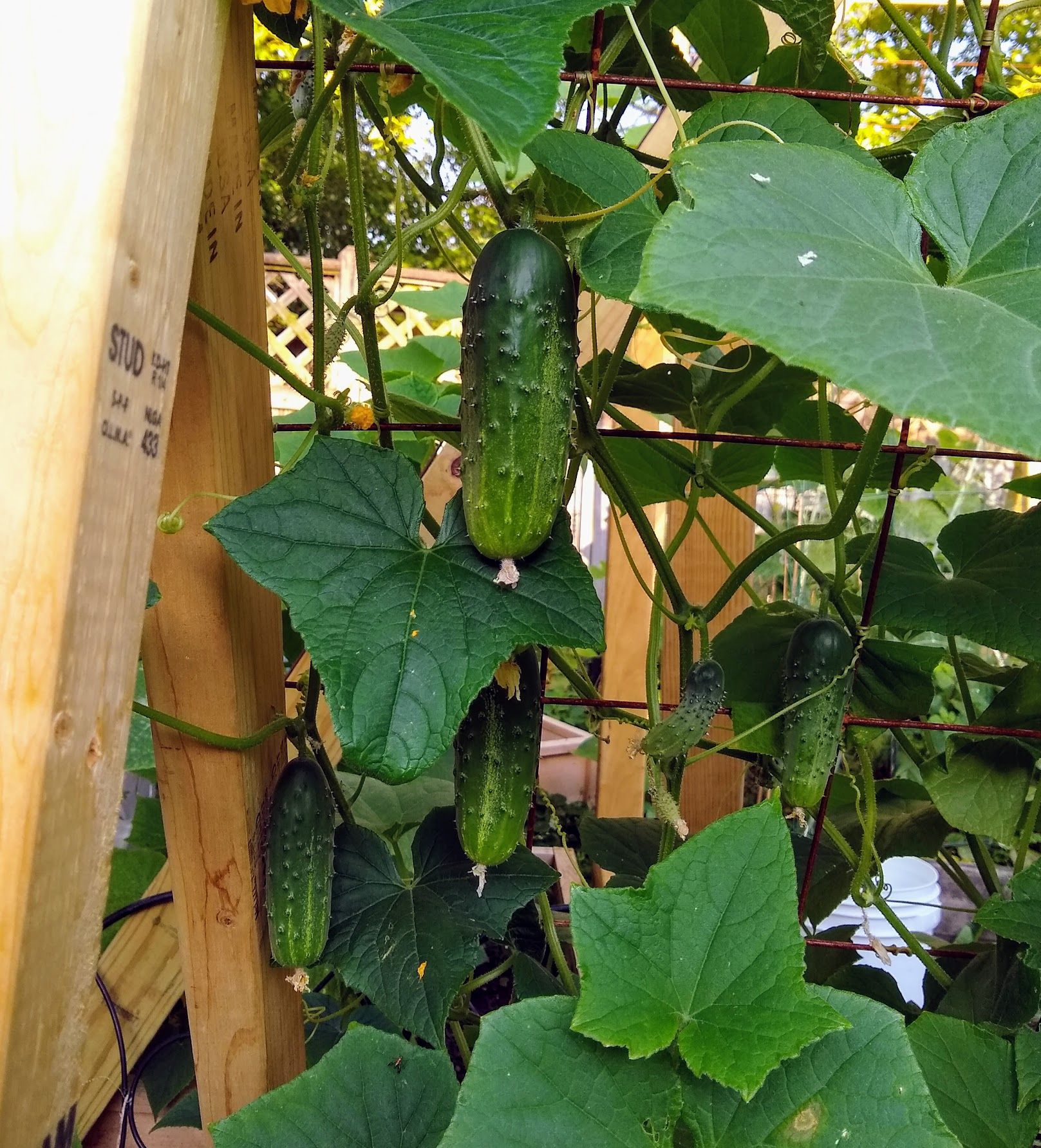 My Best Vegetable Trellis: Durable, Collapsible, Flexible : 8 Steps ...