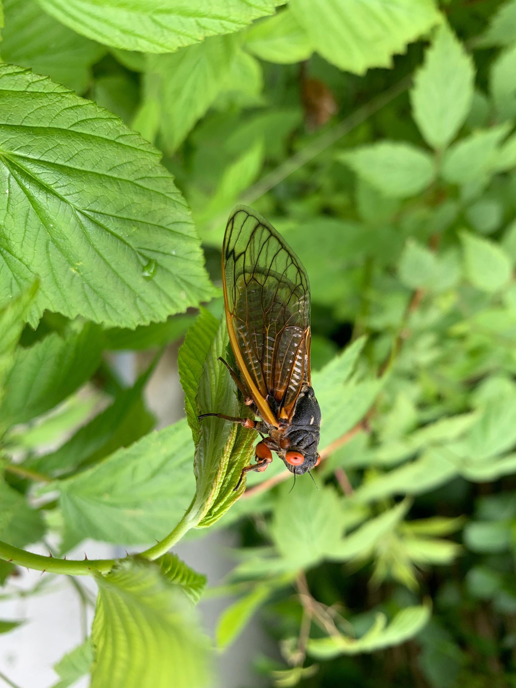 Giant Cicada Sculpture Using a Paper Lunch Bag : 7 Steps (with Pictures ...