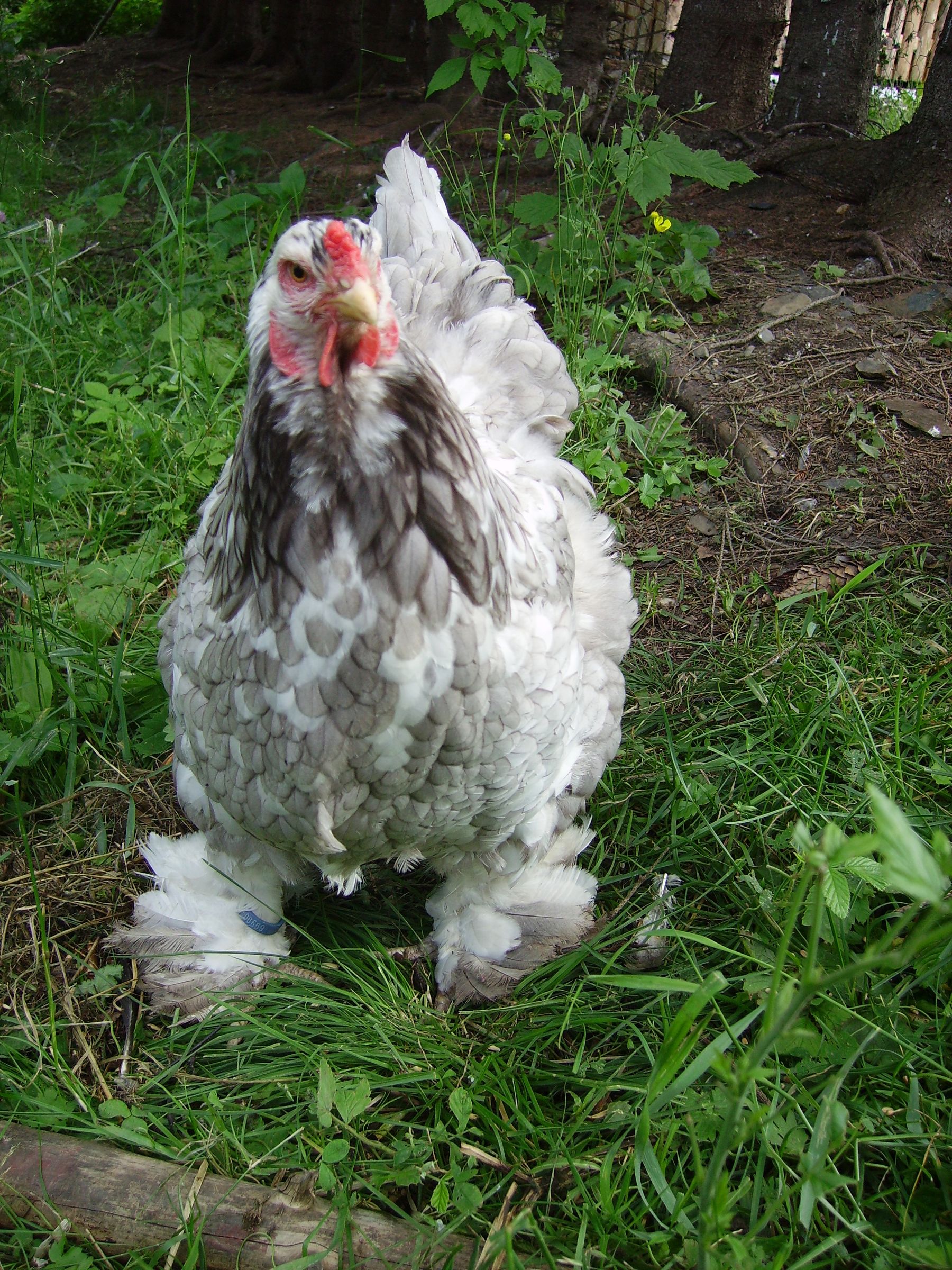 White Chicken Egg Hatching