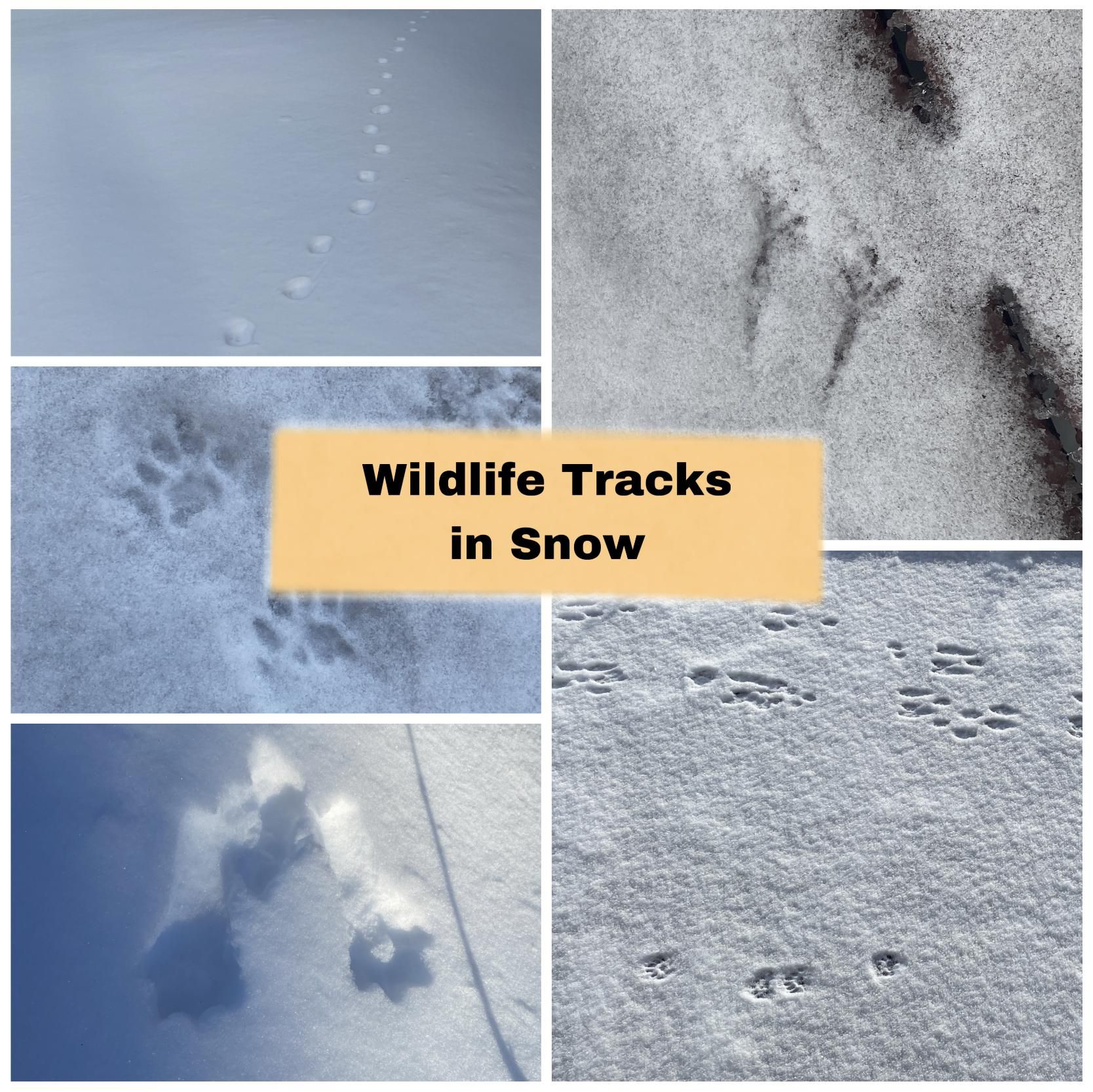 Identifying Wildlife Tracks : 4 Steps - Instructables