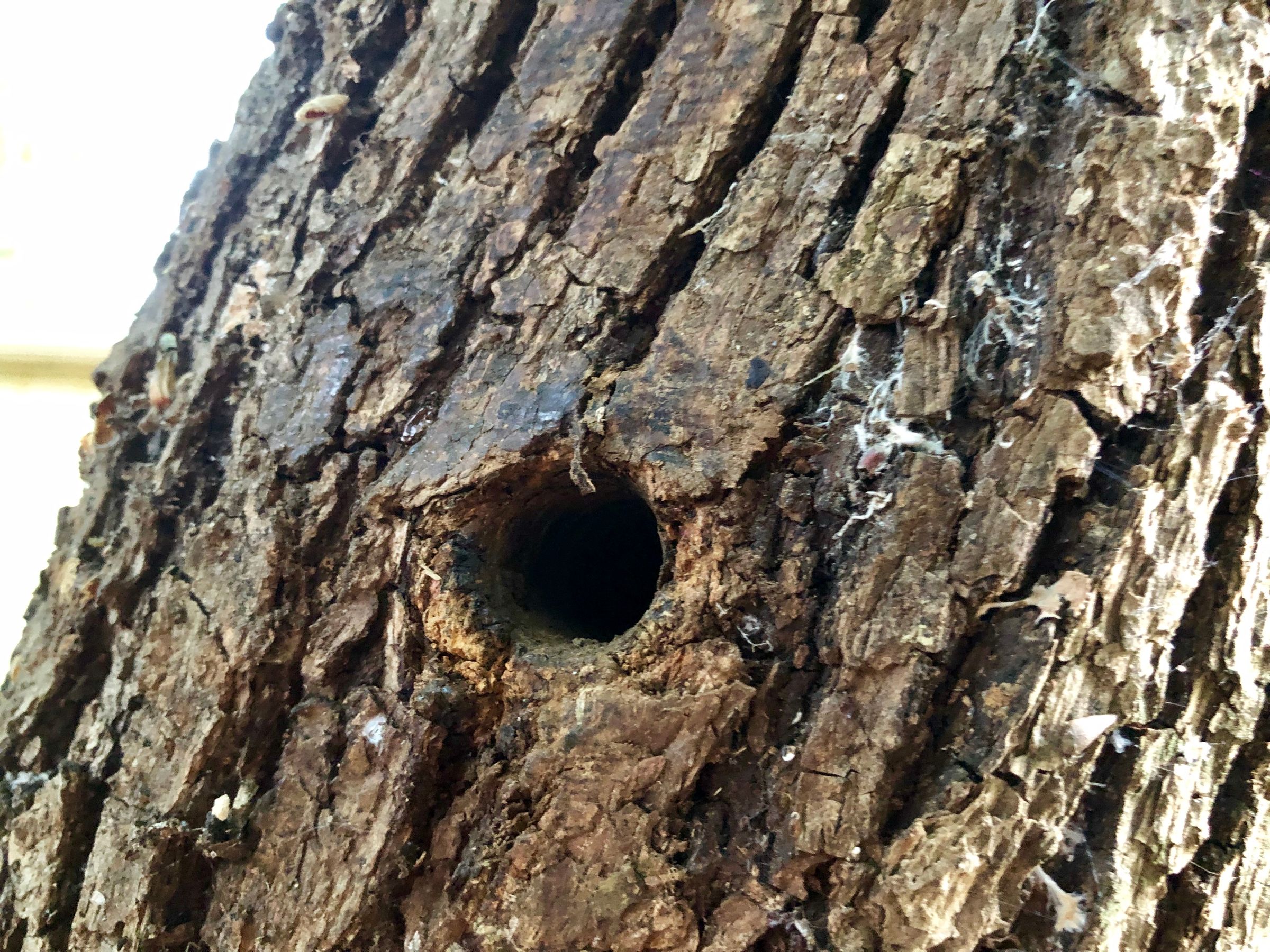 How to Build a Treehouse : 17 Steps (with Pictures) - Instructables