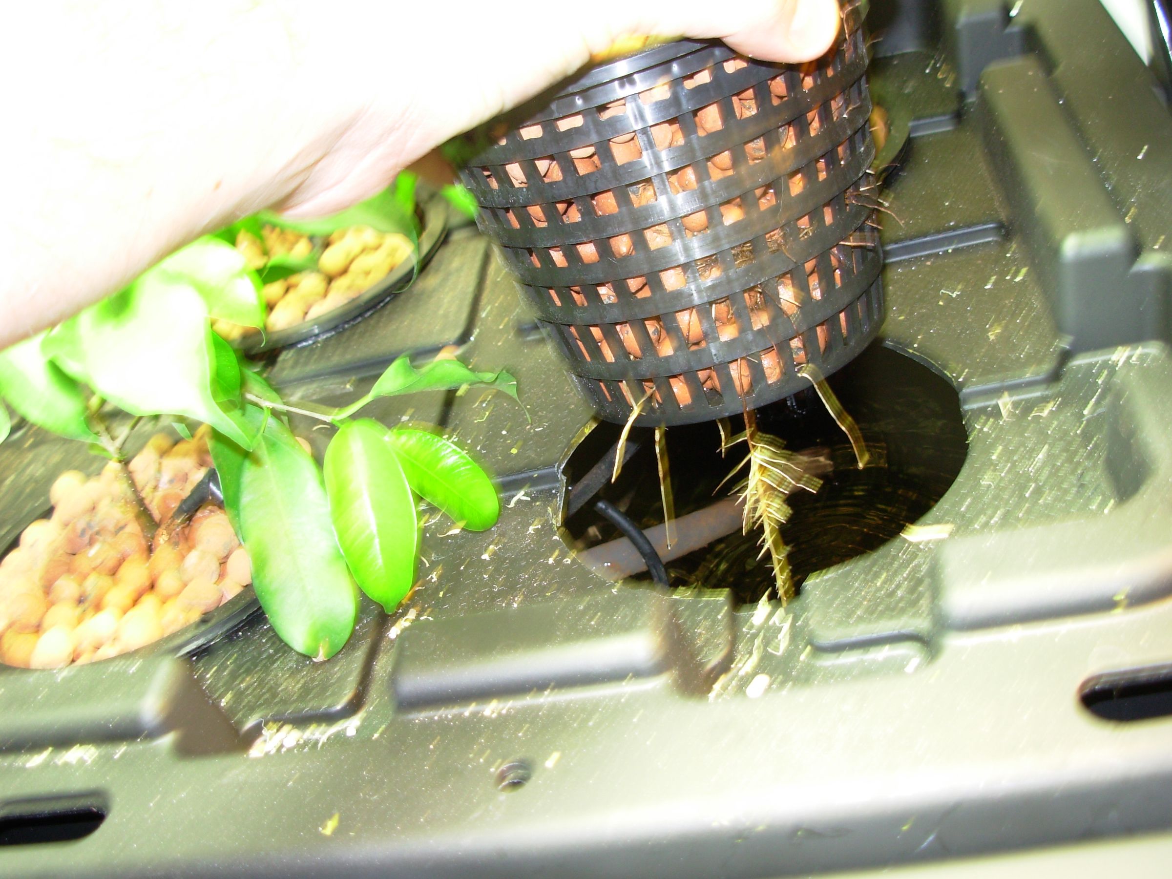 How to Build a Home Hydroponics System : 8 Steps (with Pictures ...