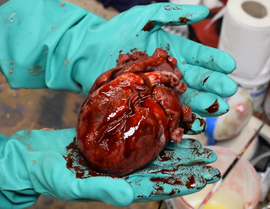 Silicone Skin 3D Printed Realistic Animatronic Heart : 5 Steps (with ...