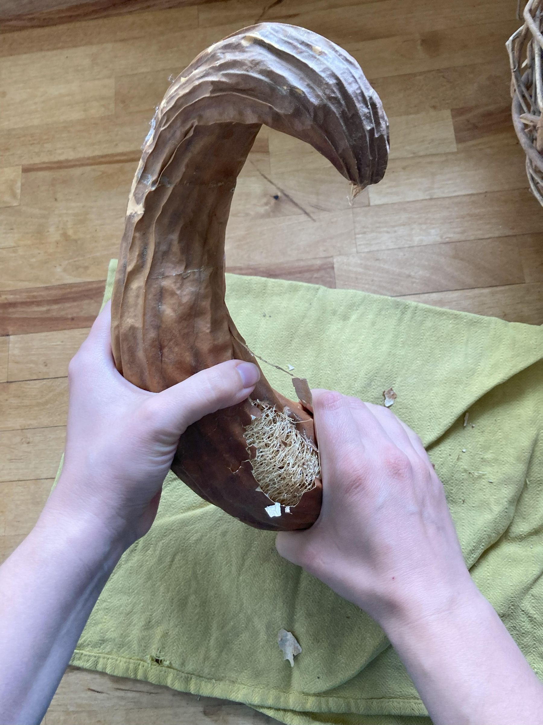 Growing Luffa for Compostable Cleaning Sponges : 8 Steps (with Pictures ...