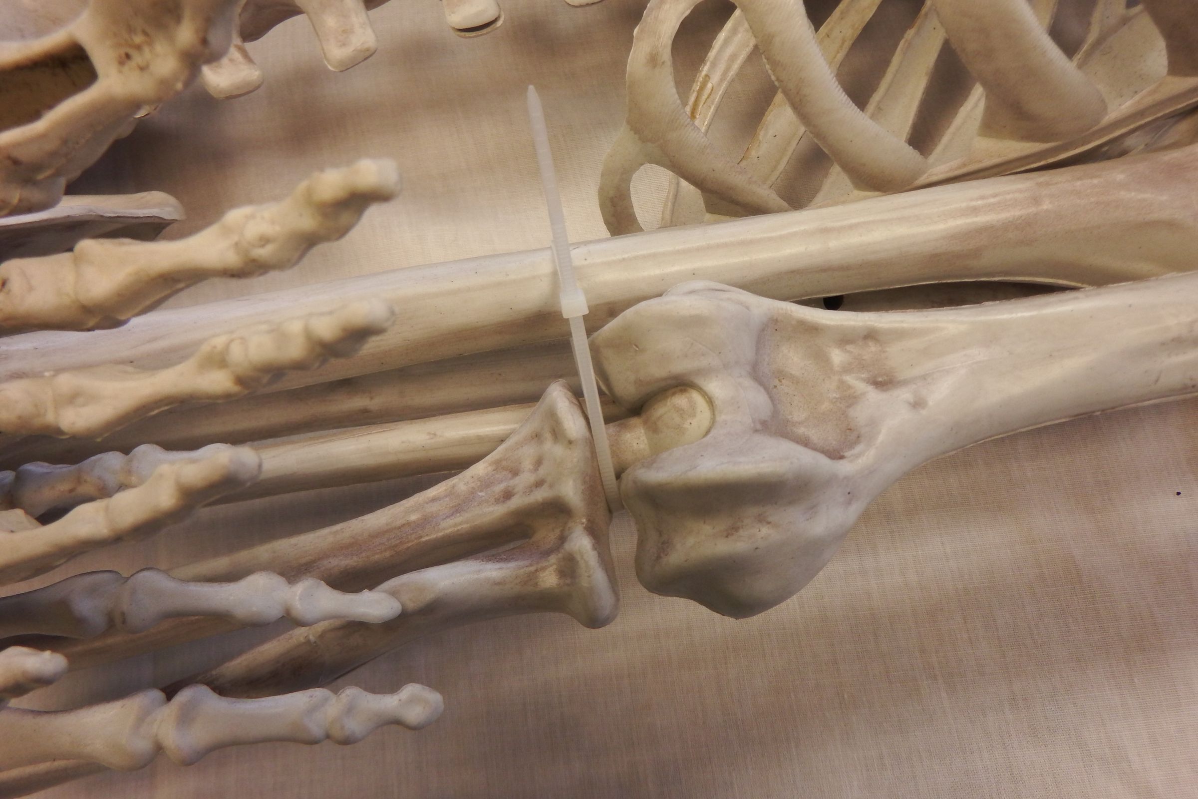 Hack and Repair Plastic Halloween Skeletons : 9 Steps - Instructables